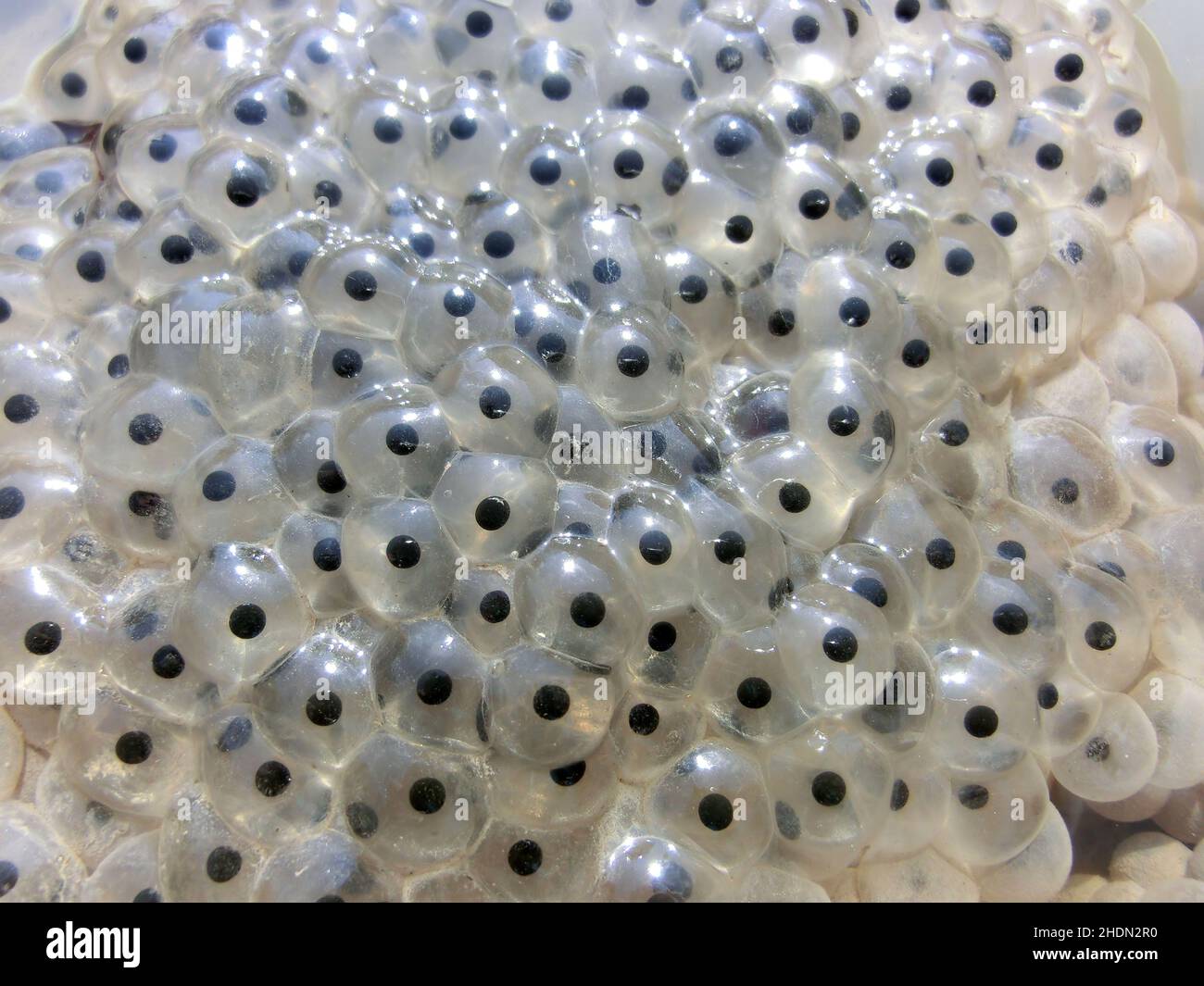 frog spawn, frog spawns Stock Photo - Alamy