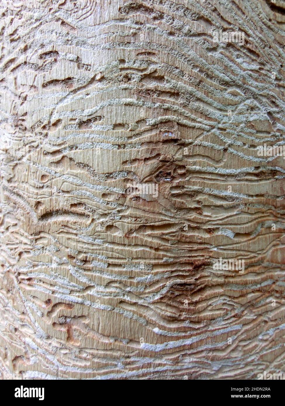 Worm wood hi-res stock photography and images - Alamy