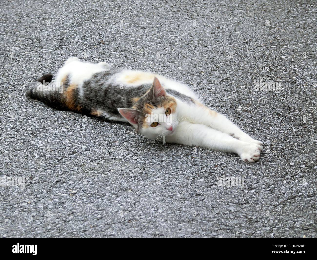 cat, stretching, cats, stretch Stock Photo - Alamy