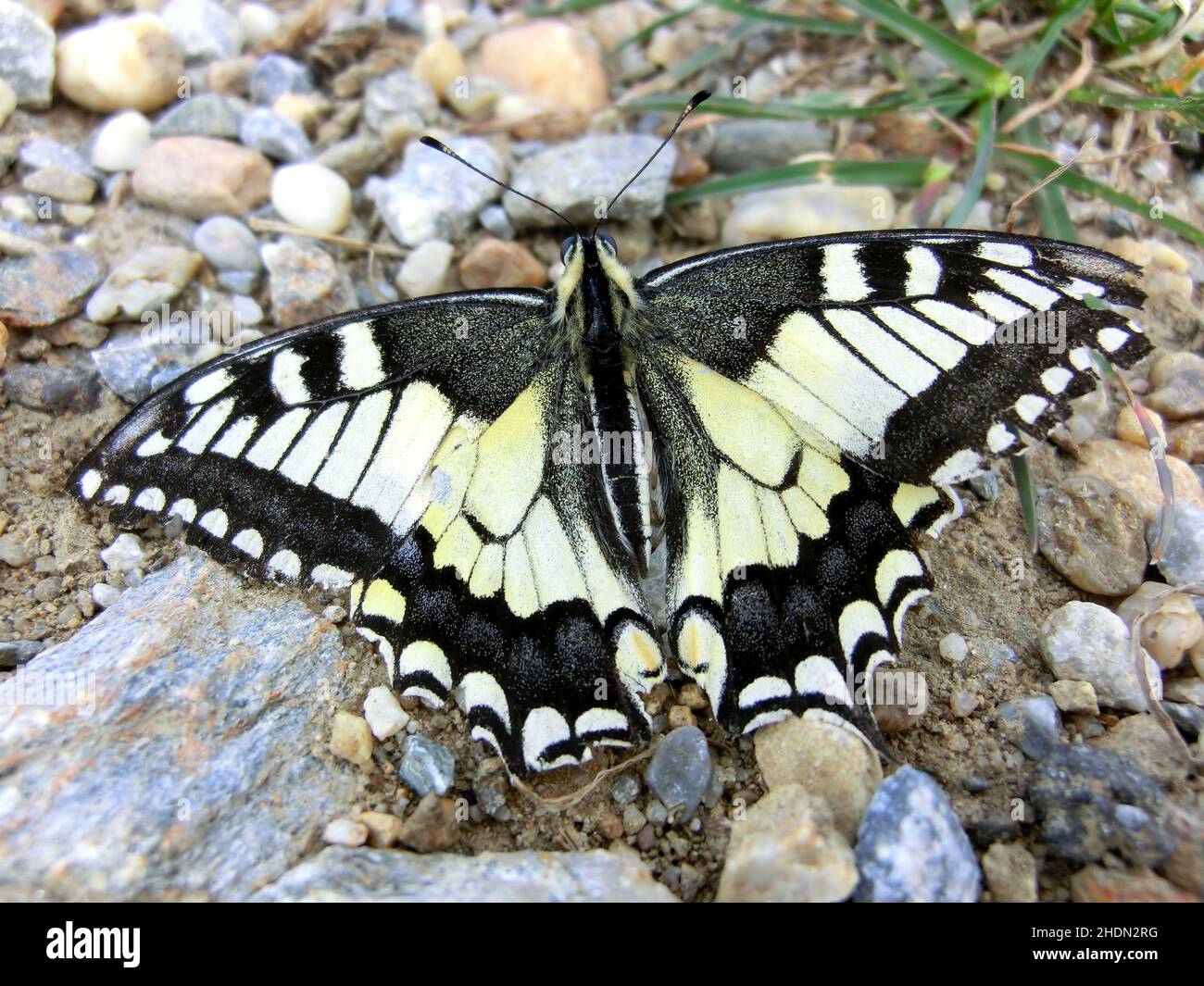 common yellow swallowtail, swallowtail butterflies Stock Photo - Alamy