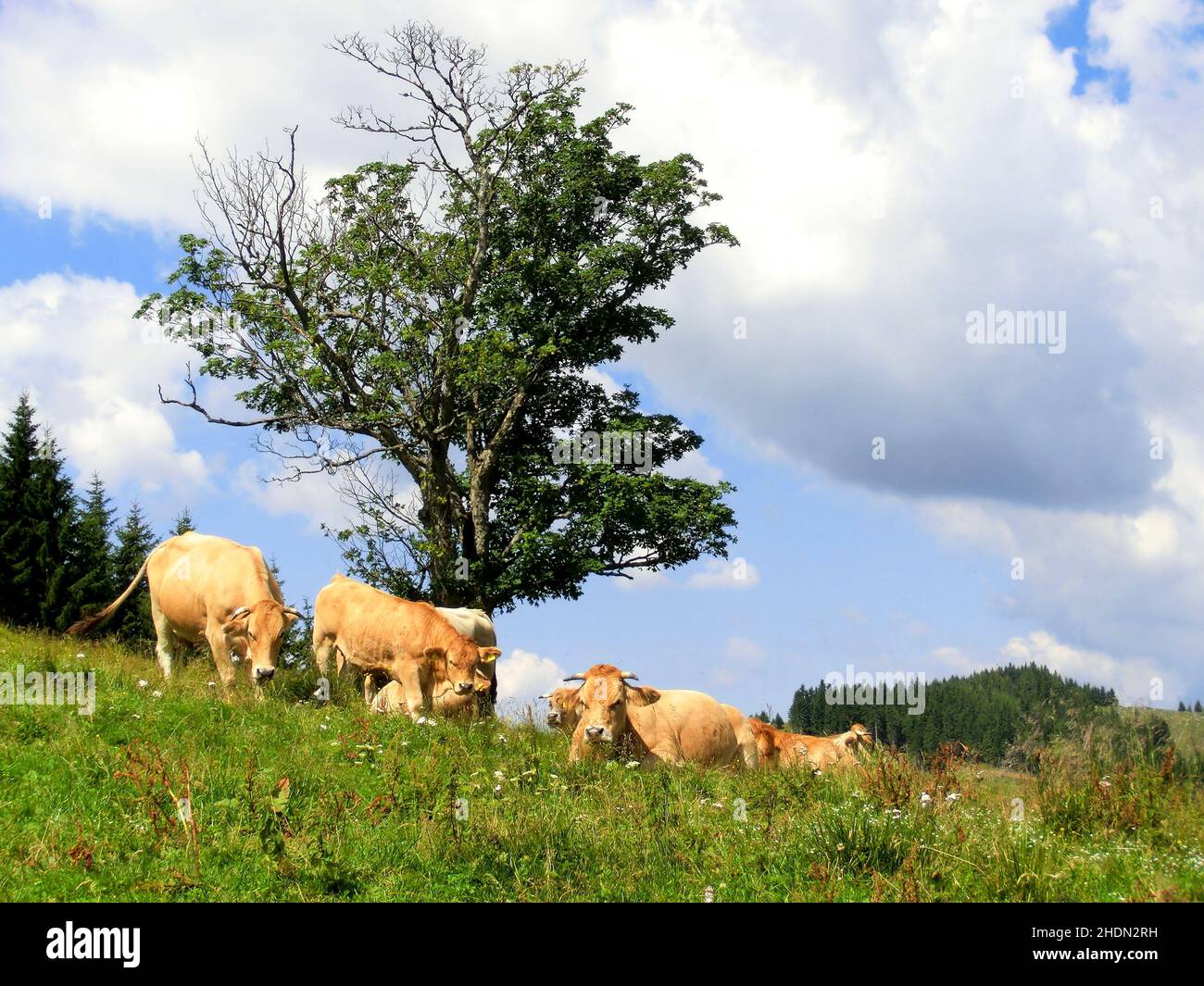 cow herd, herds Stock Photo - Alamy