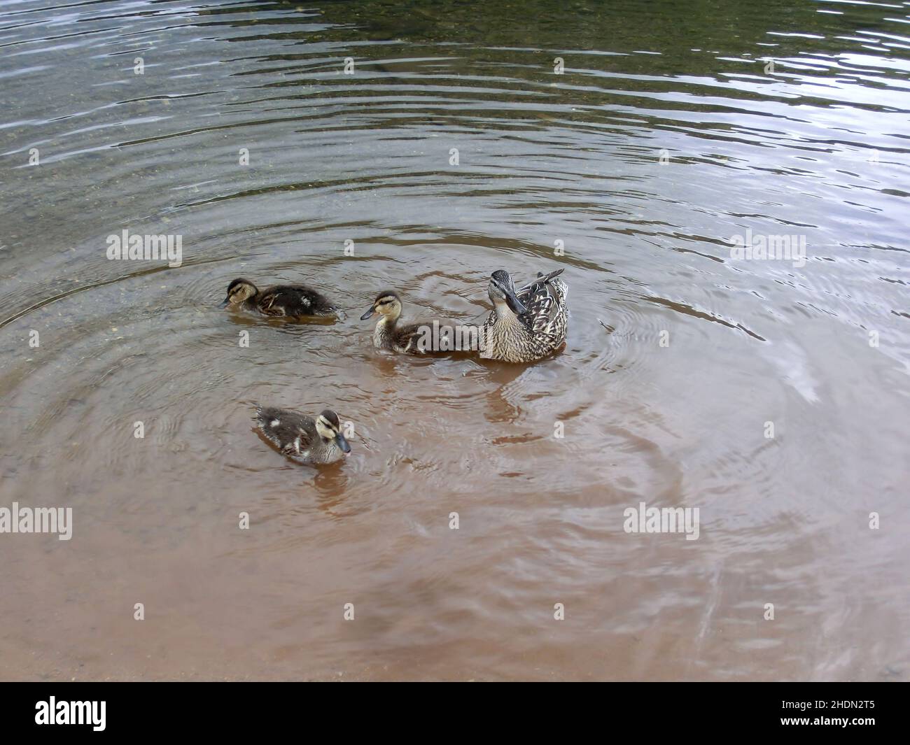 chicks, mallard ducks, baby chicken, baby duck, chicken baby, young ...