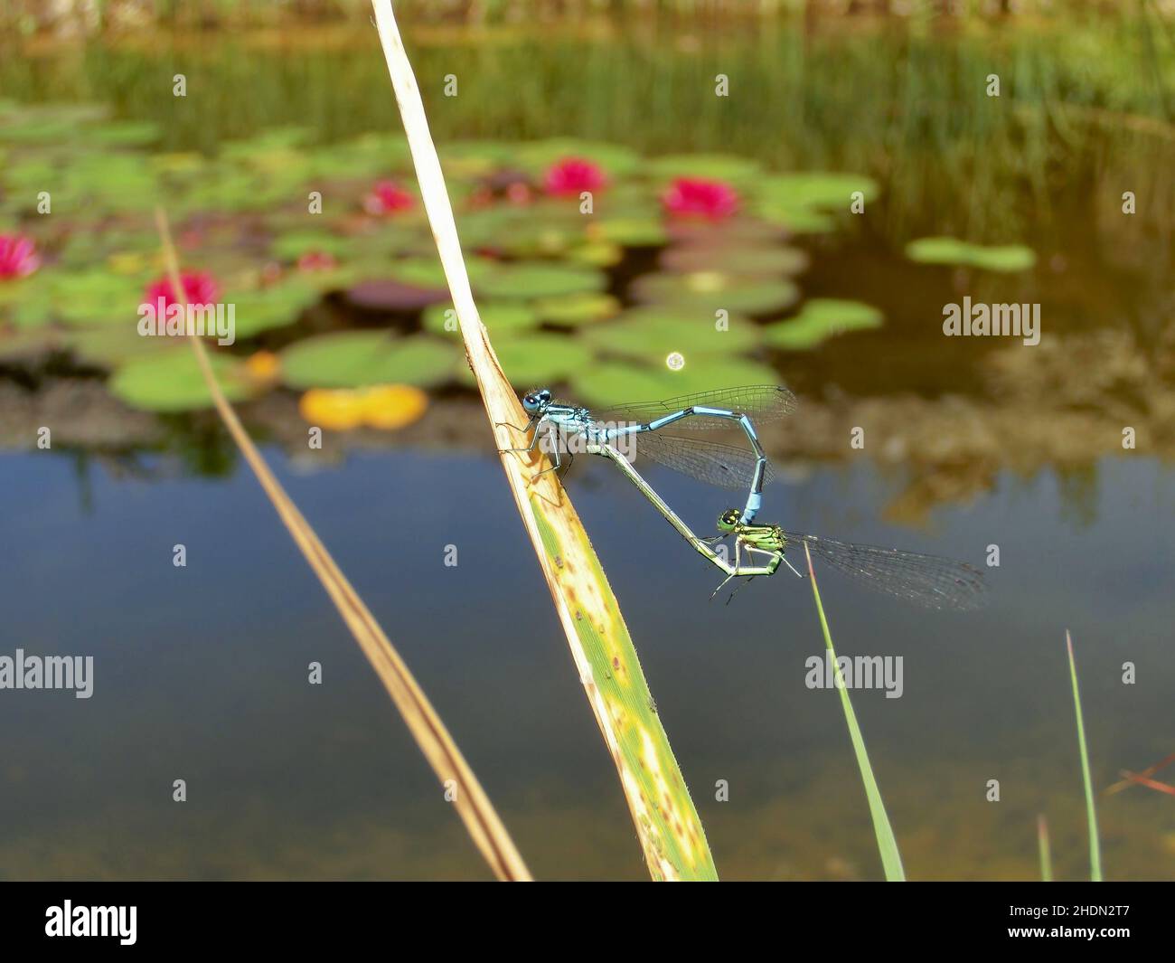 mating, odonata, damselfly, odonatas Stock Photo - Alamy