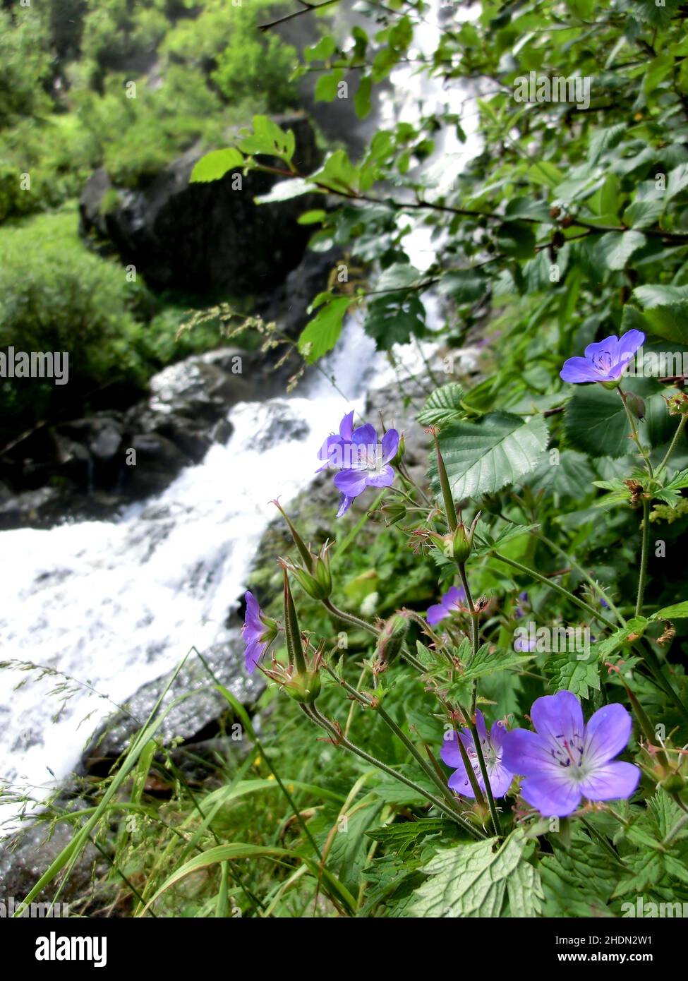 Geranium cascade hi-res stock photography and images - Alamy