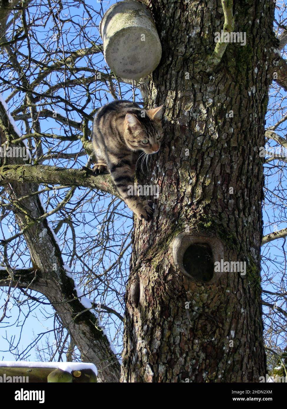cat, climbing, cats Stock Photo - Alamy