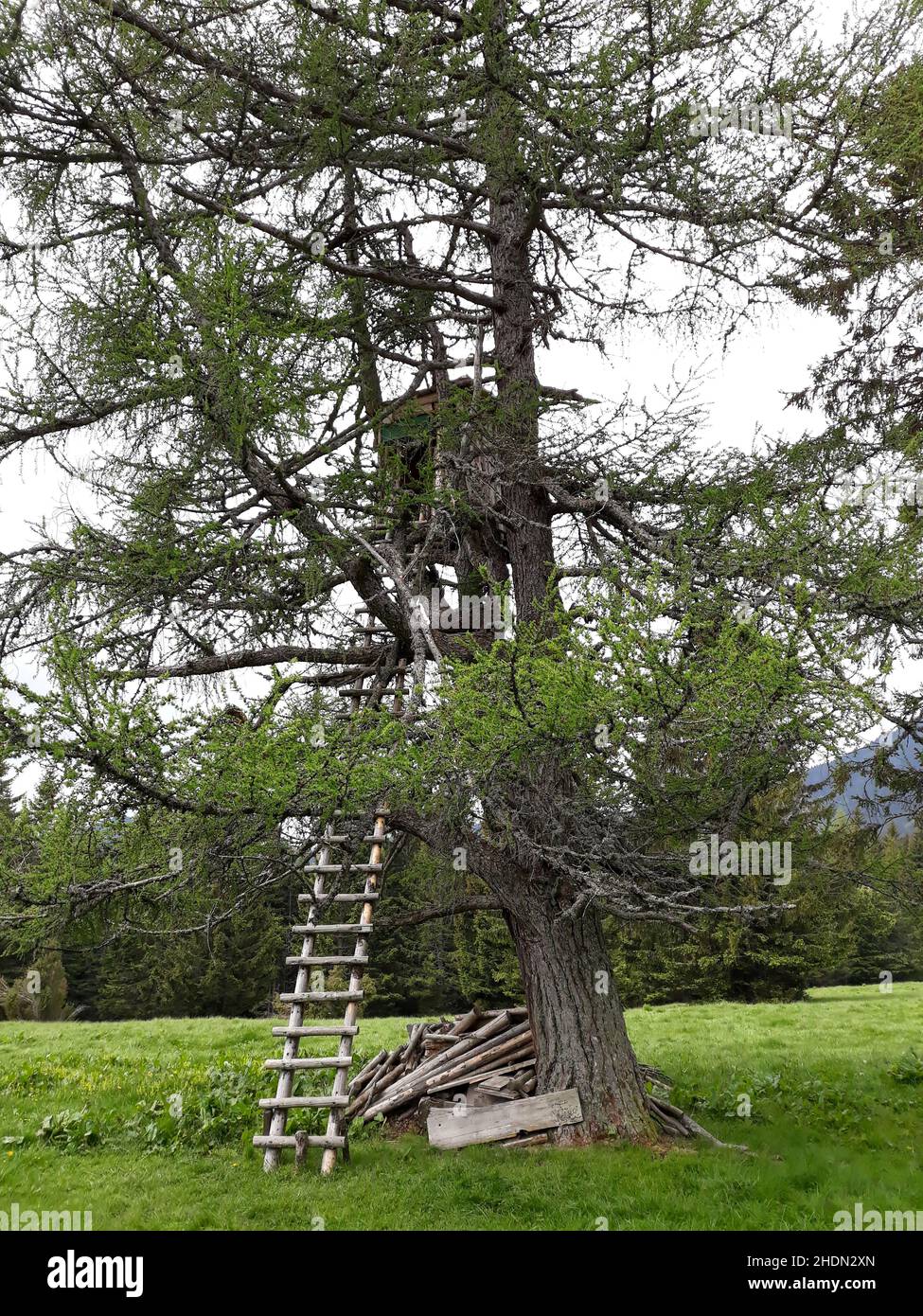 high seat, raised stand, high seats, raised stands Stock Photo - Alamy