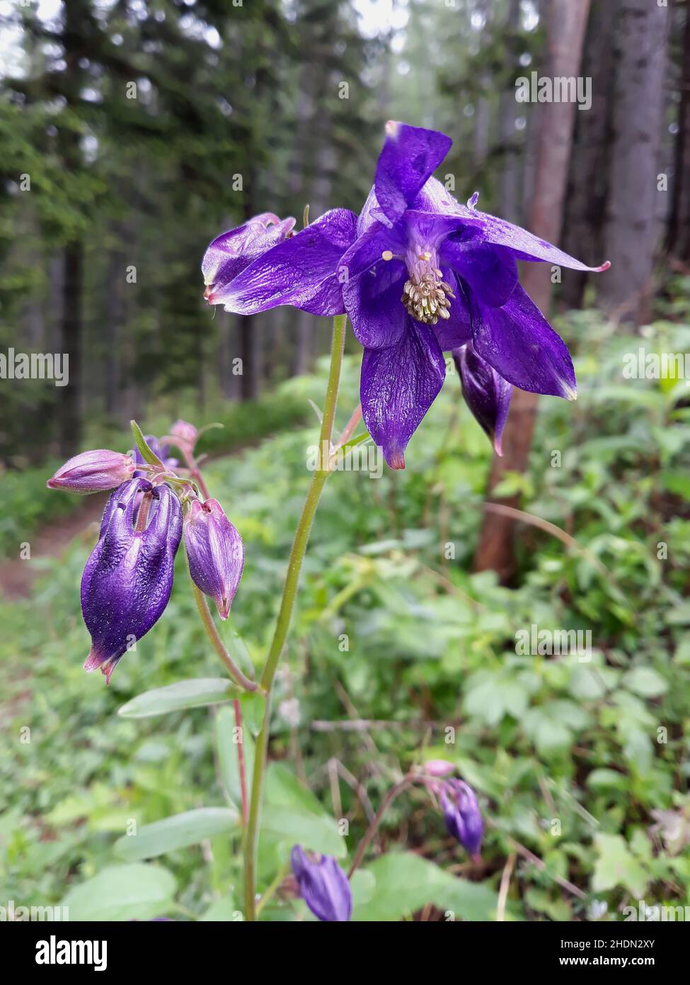 Wood columbine hi-res stock photography and images - Alamy