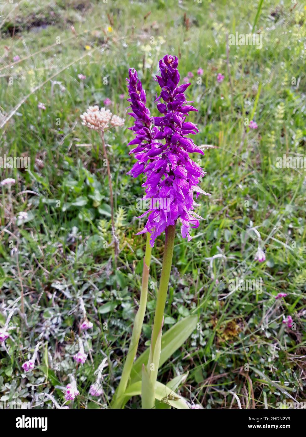 Alpine orchids hi-res stock photography and images - Alamy