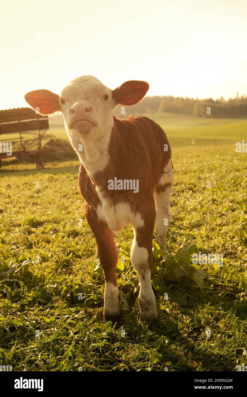 calf, simmental, calfs, calves, simmental cattle, simmentals Stock ...