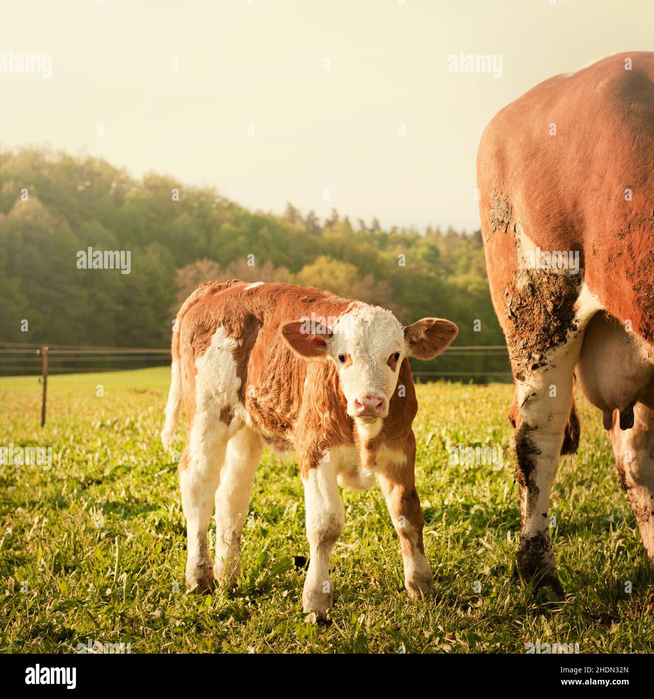 livestock, calf, simmental, livestocks, calfs, calves, simmental cattle ...