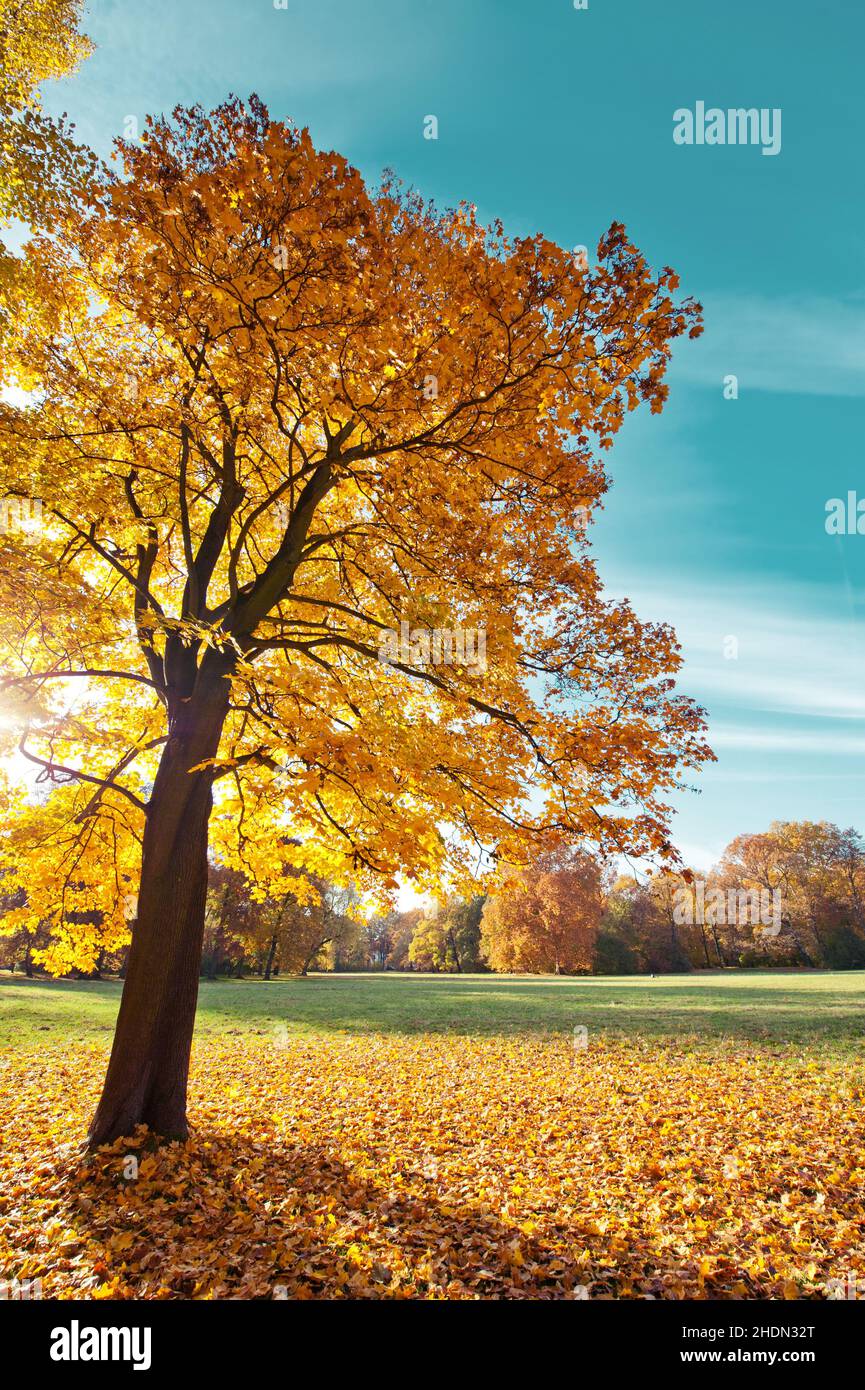 indian summer, maple tree, autumn colors, indian summers, maple trees ...