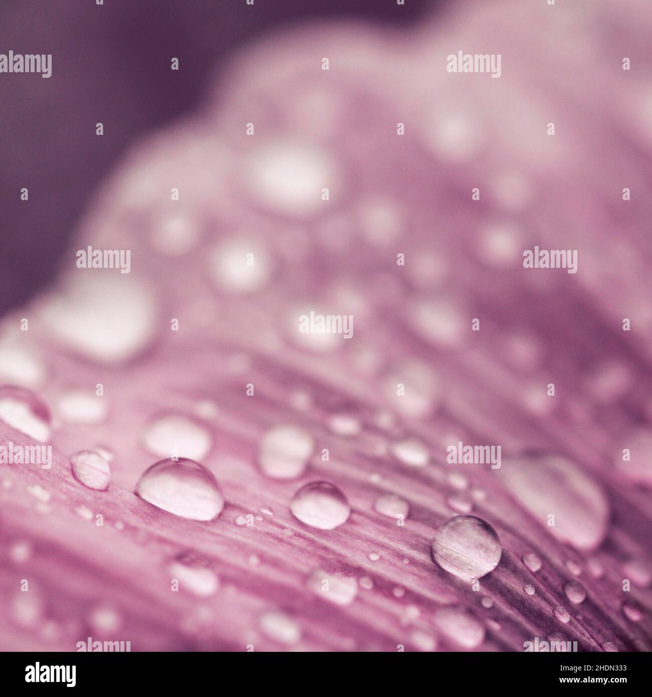 Petal structures hi-res stock photography and images - Alamy