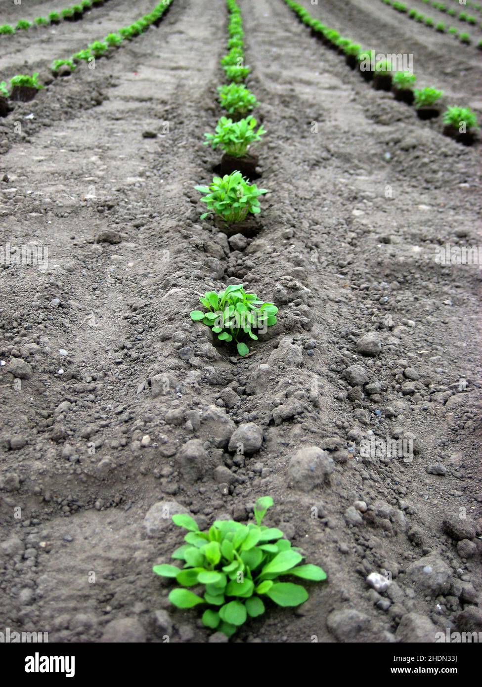 field, growth, seedling, fields, growths, rise, sapling, seedlings ...