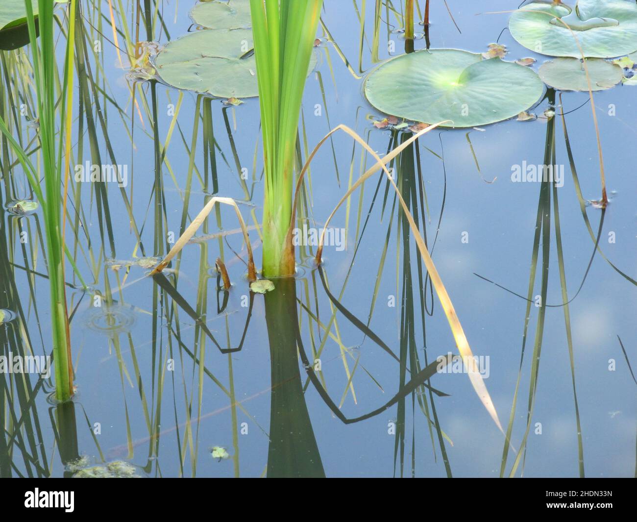 water plant, reed, water plants, reeds Stock Photo - Alamy