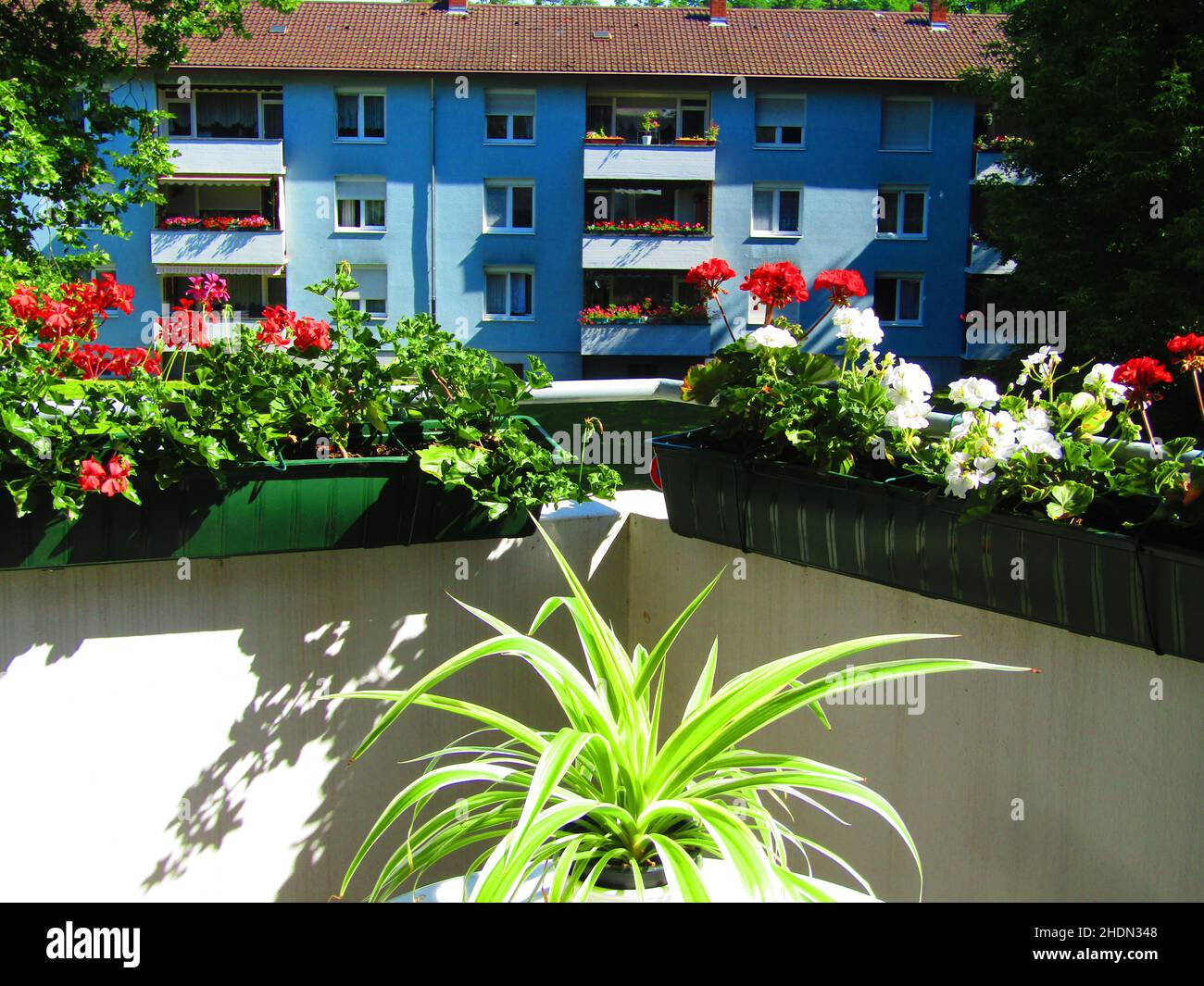 geraniums, balcony plants, geranium, balcony plant Stock Photo - Alamy
