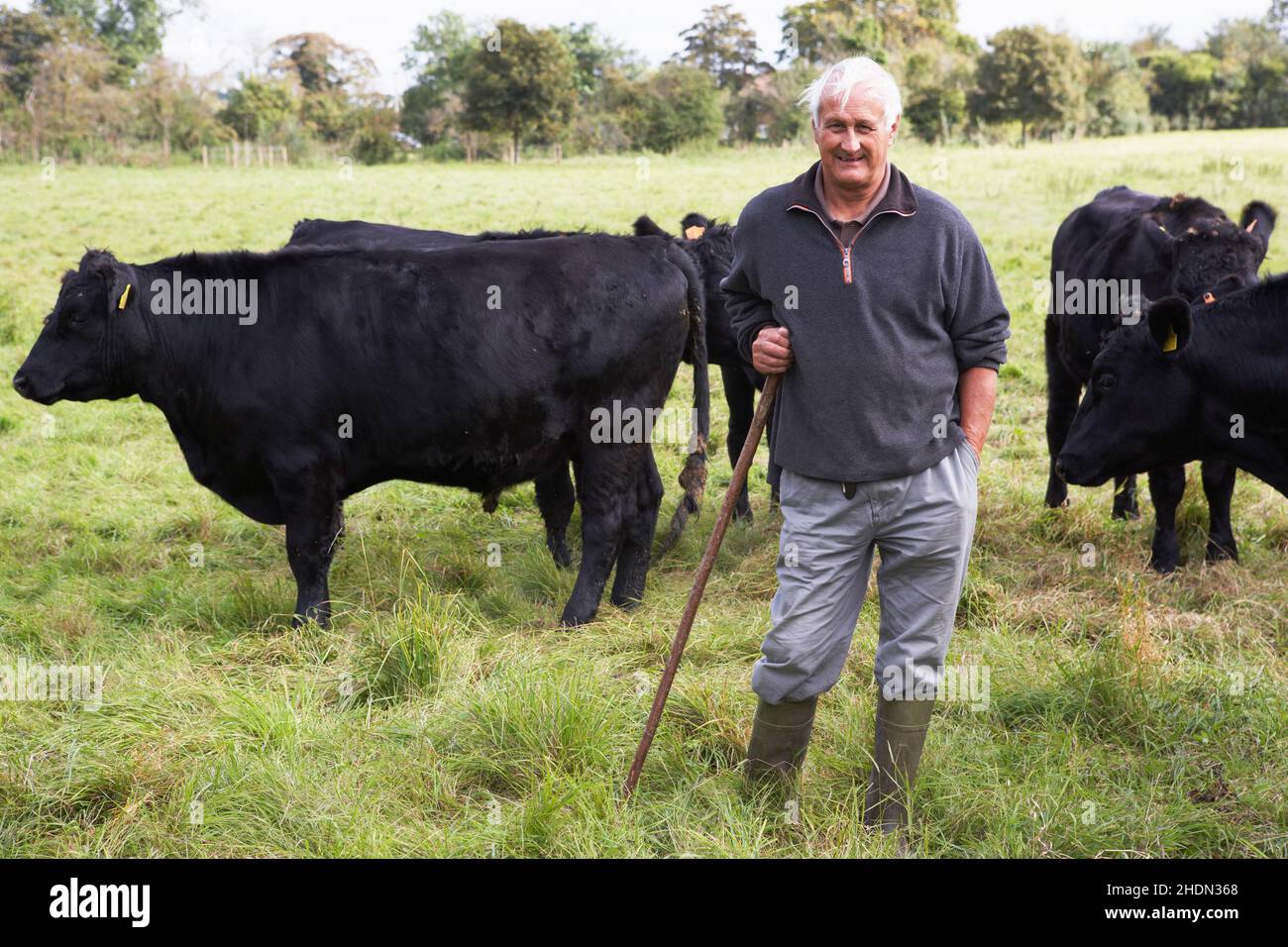 cow paddock, cattleman, cow herd, cow paddocks, cattlemen, cowherds ...