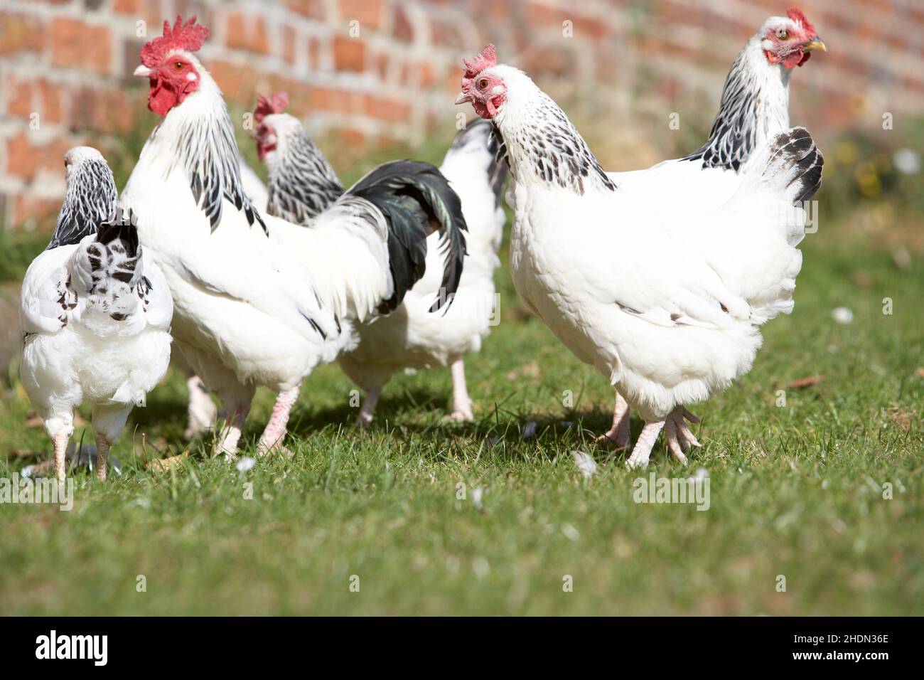 poultry, free range, poultries, free ranges Stock Photo - Alamy