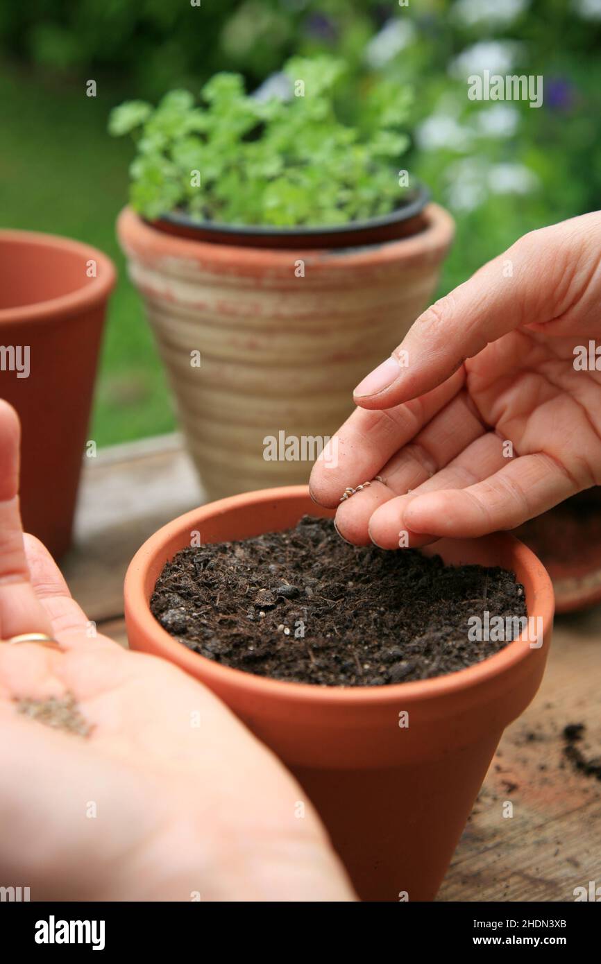 Women sowing seed hi-res stock photography and images - Alamy