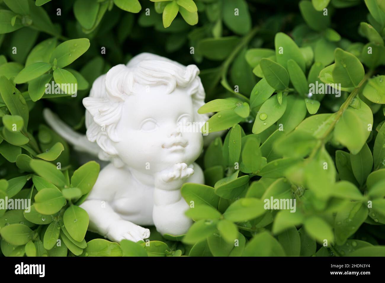 Angel plant hi-res stock photography and images - Alamy