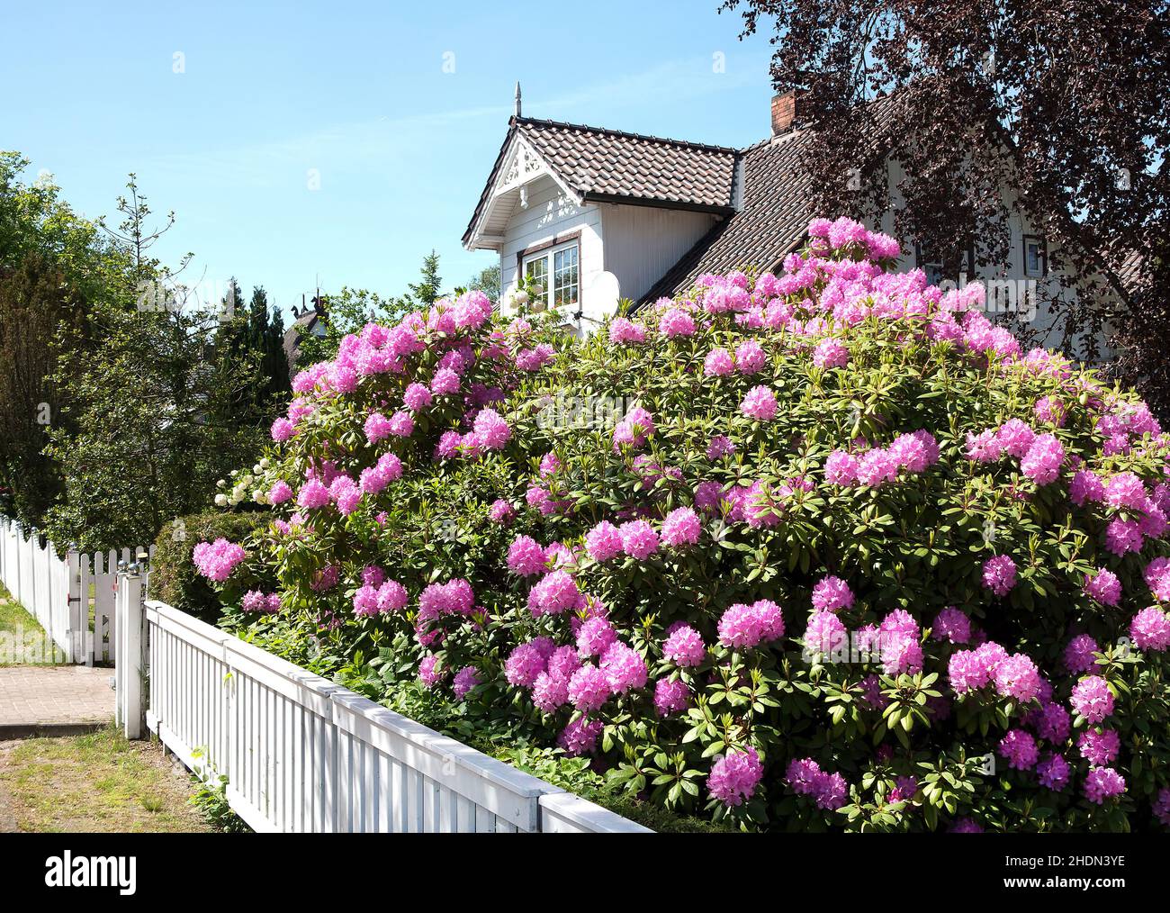 garden, rhododendron, gardens, rhododendrons Stock Photo - Alamy