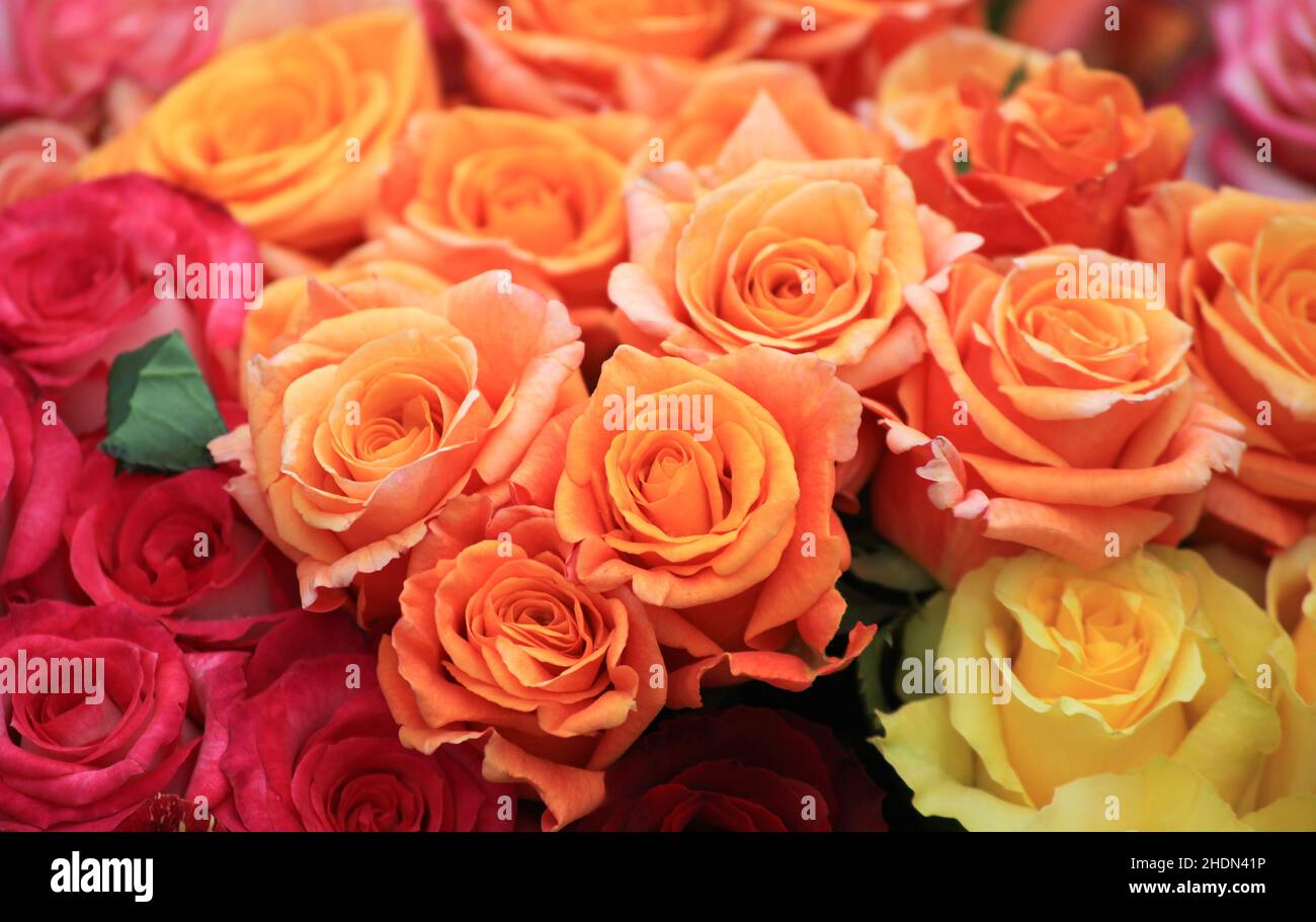 Various colored roses hi-res stock photography and images - Alamy
