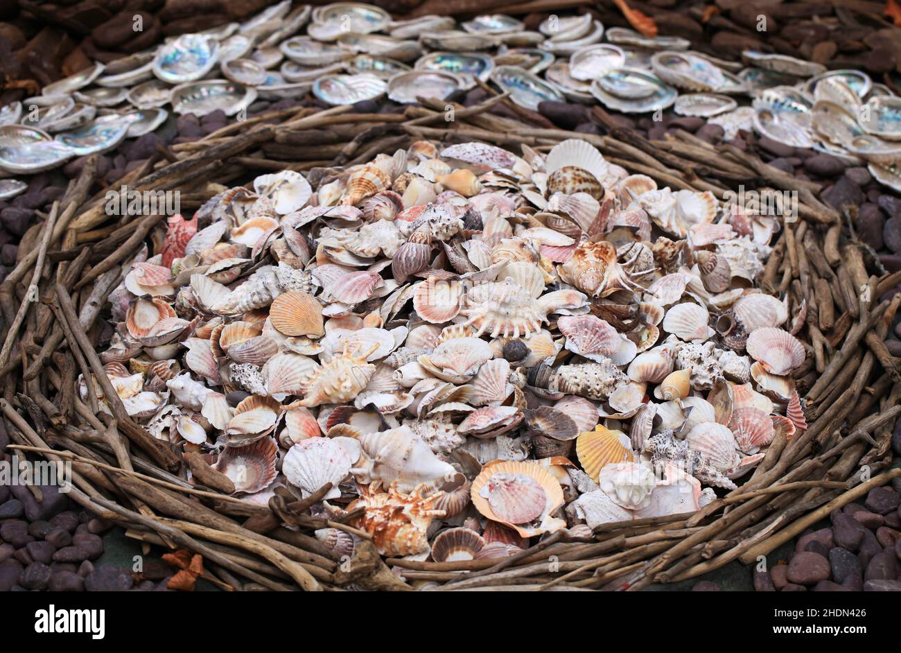 mussel, collection, mussels, collections Stock Photo - Alamy