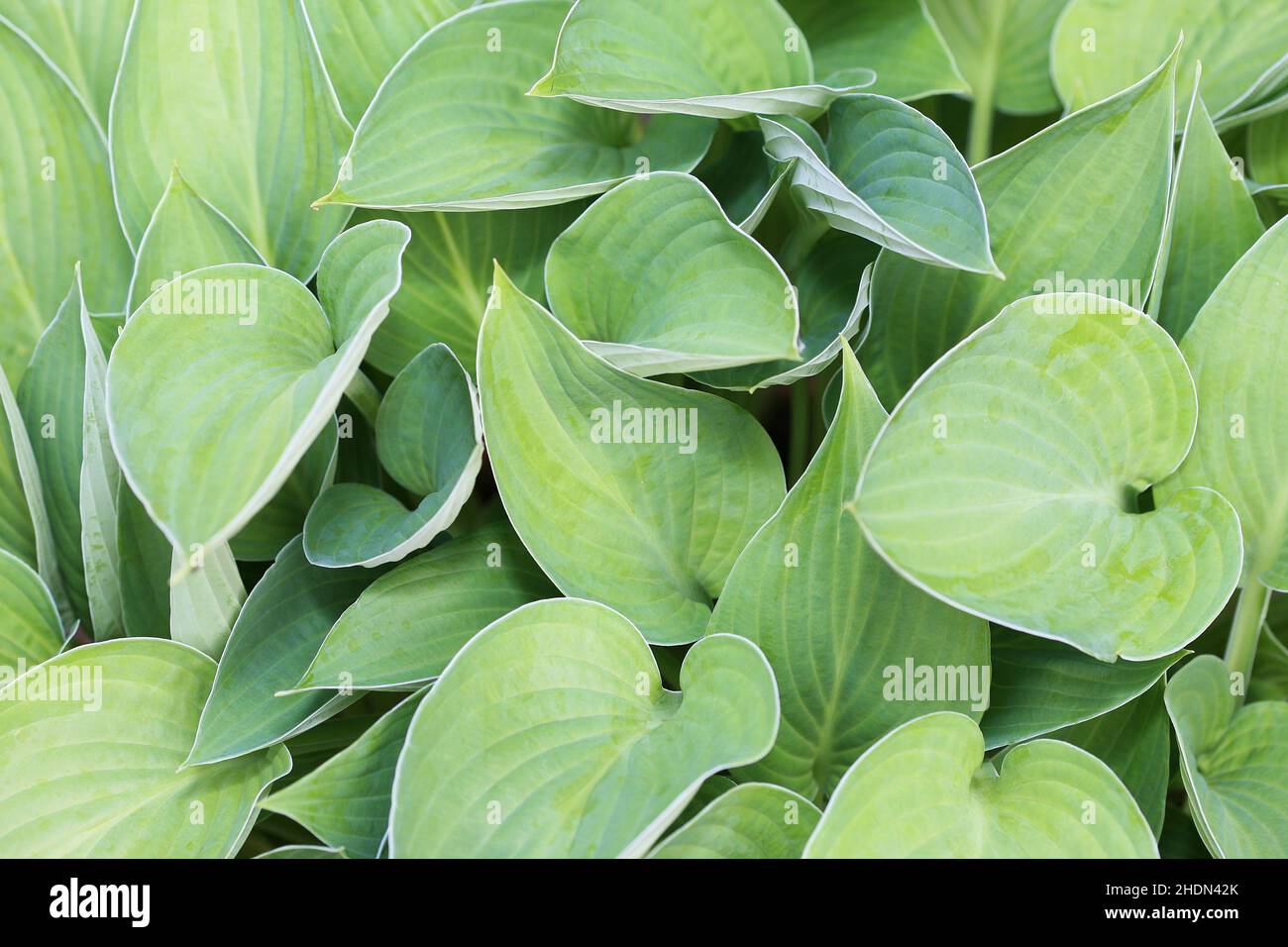 hosta, fragrant plantain lily, hostas, hosta plantaginea Stock Photo ... hosta, fragrant plantain lily, hostas, hosta plantaginea Stock Photo ...