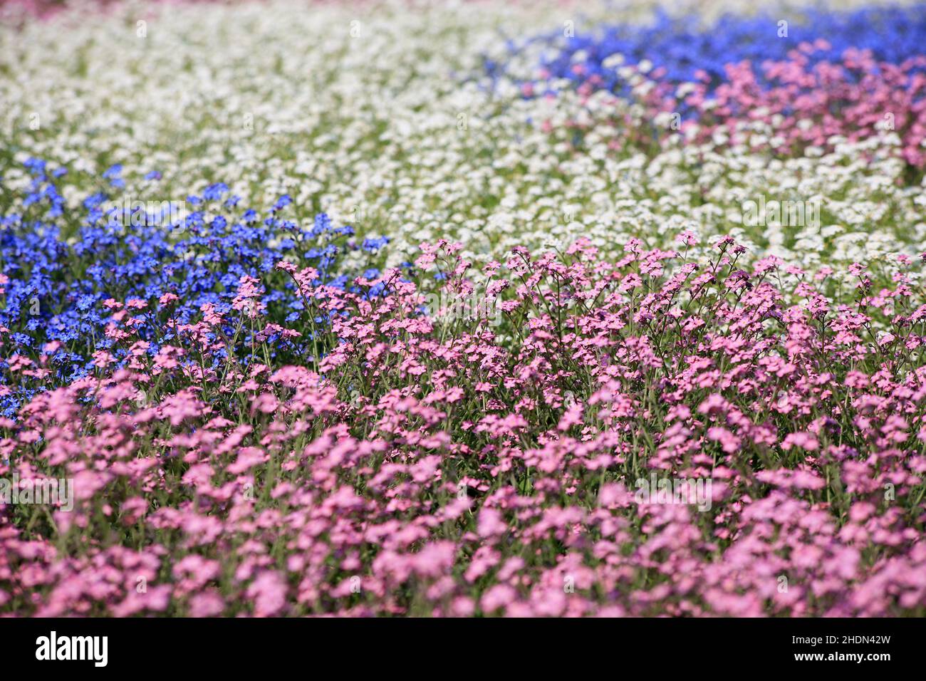 meadow, forget-me-not, meadows, forget-me-nots Stock Photo - Alamy