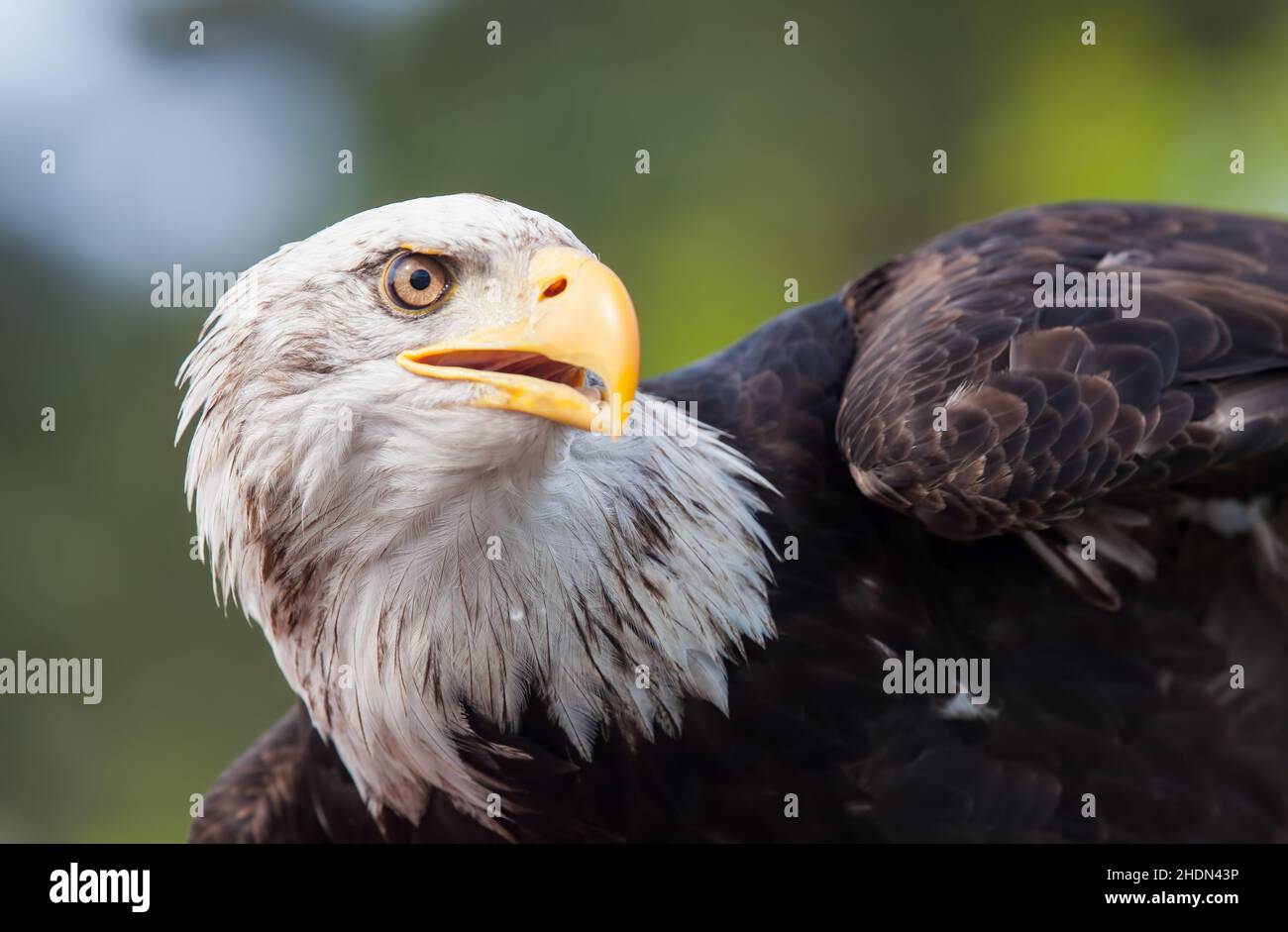eagle, bald eagle, eagles, bald eagles Stock Photo - Alamy