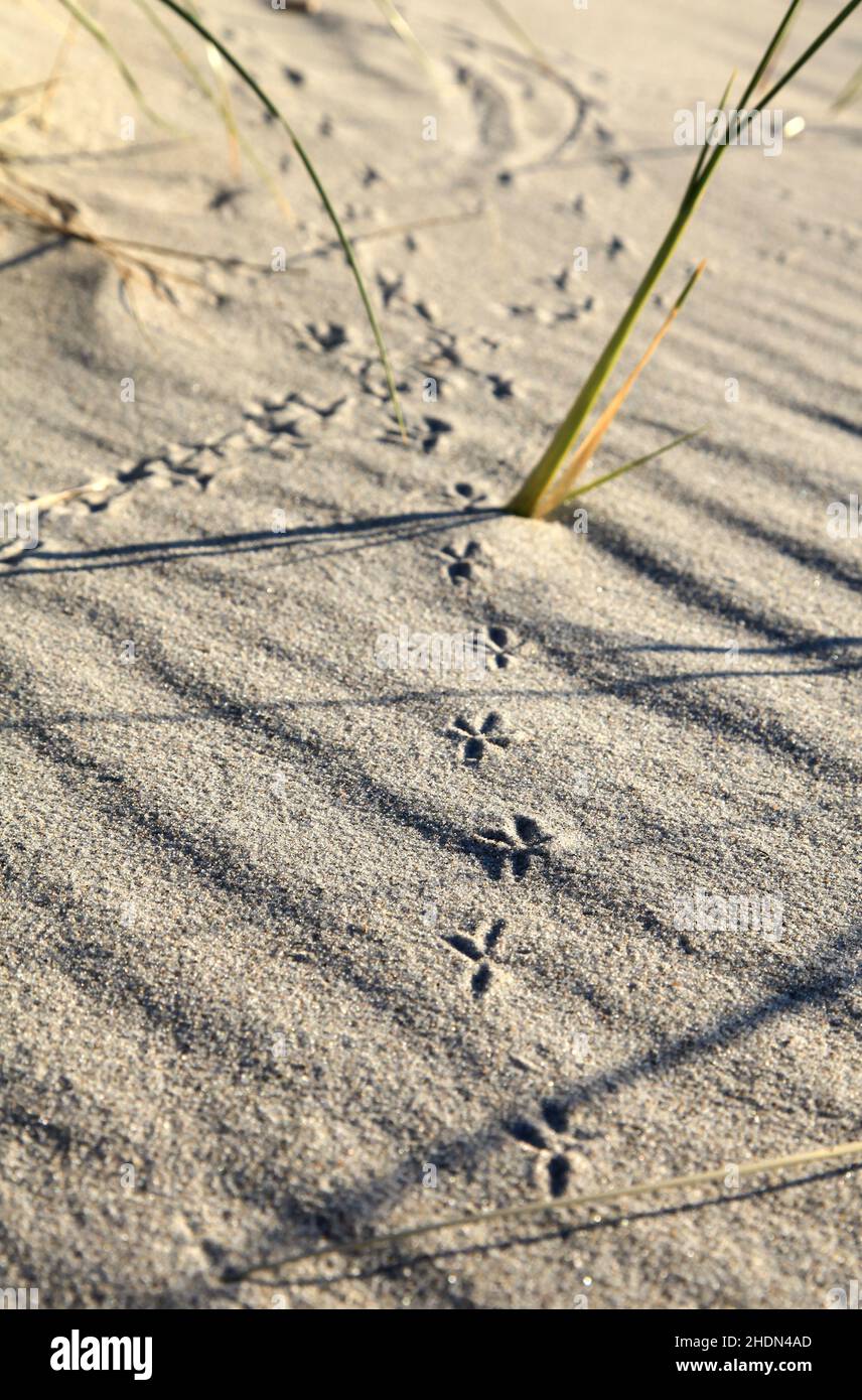 bird tracks, bird track Stock Photo - Alamy