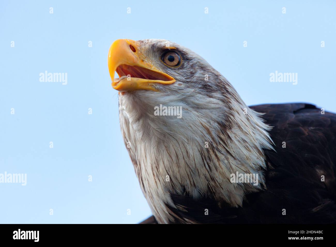 eagle, bald eagle, eagles, bald eagles Stock Photo - Alamy