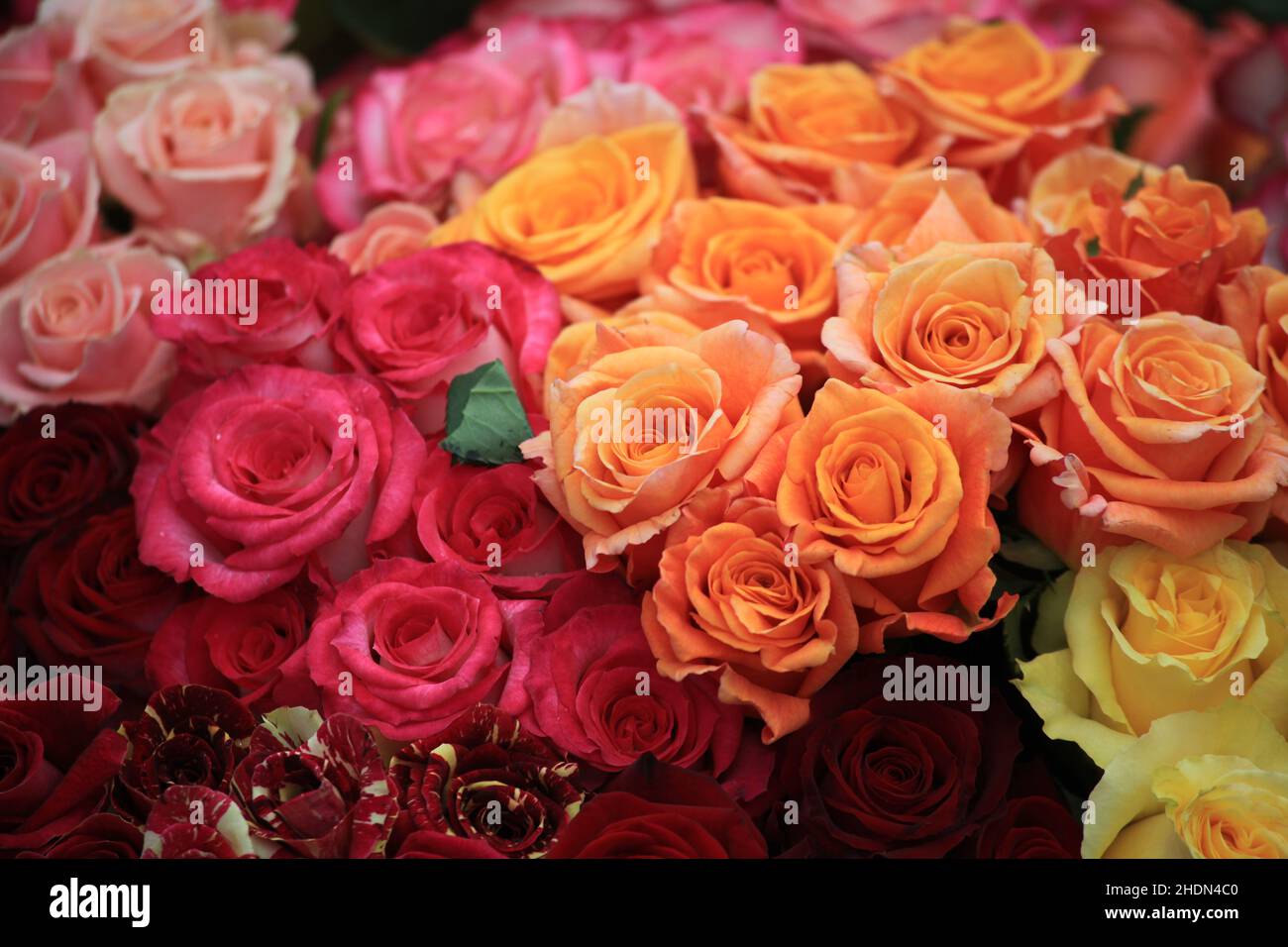 Cut rose bouquet hi-res stock photography and images - Alamy