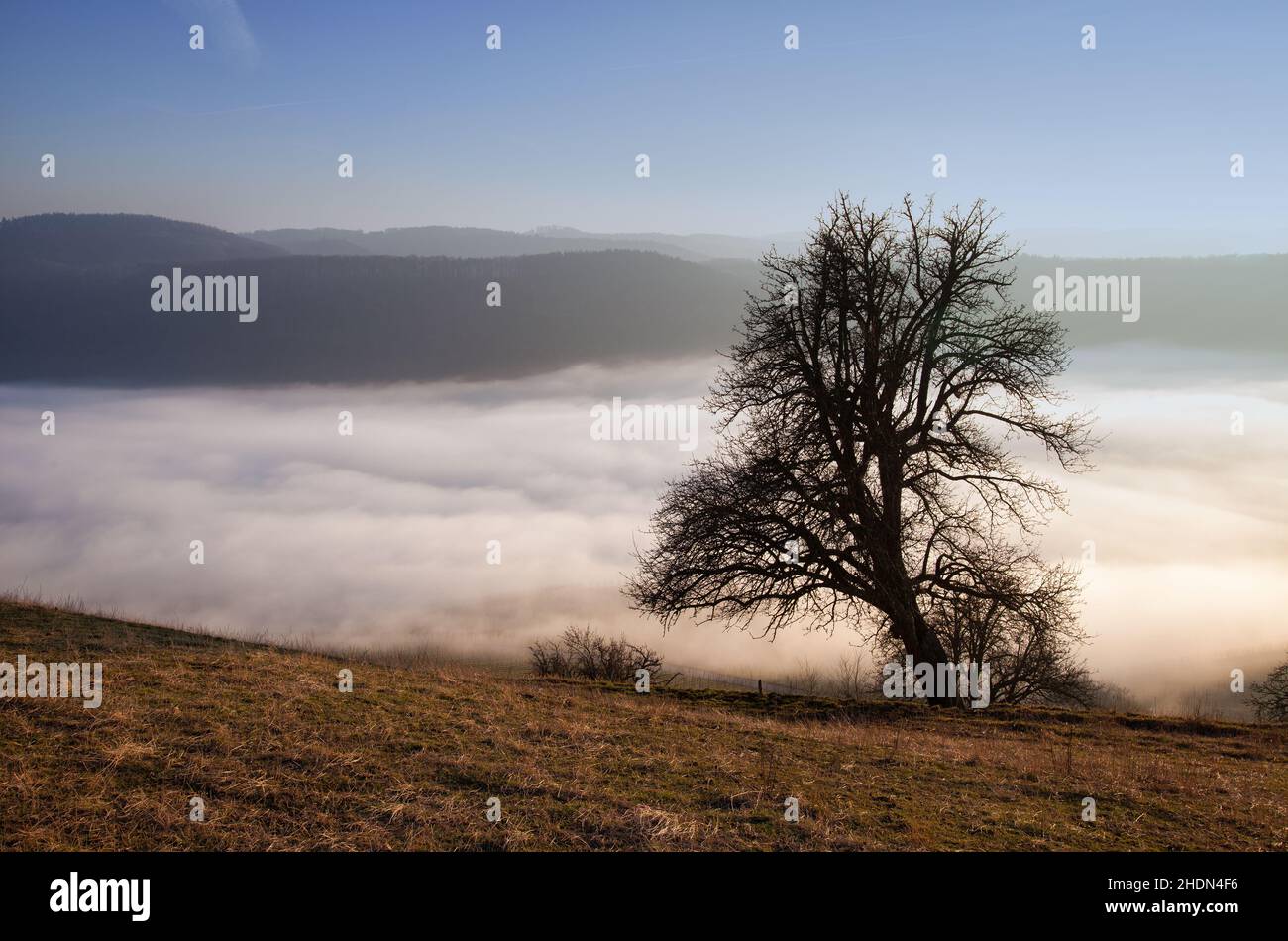 tree, fog, trees, fogs Stock Photo - Alamy