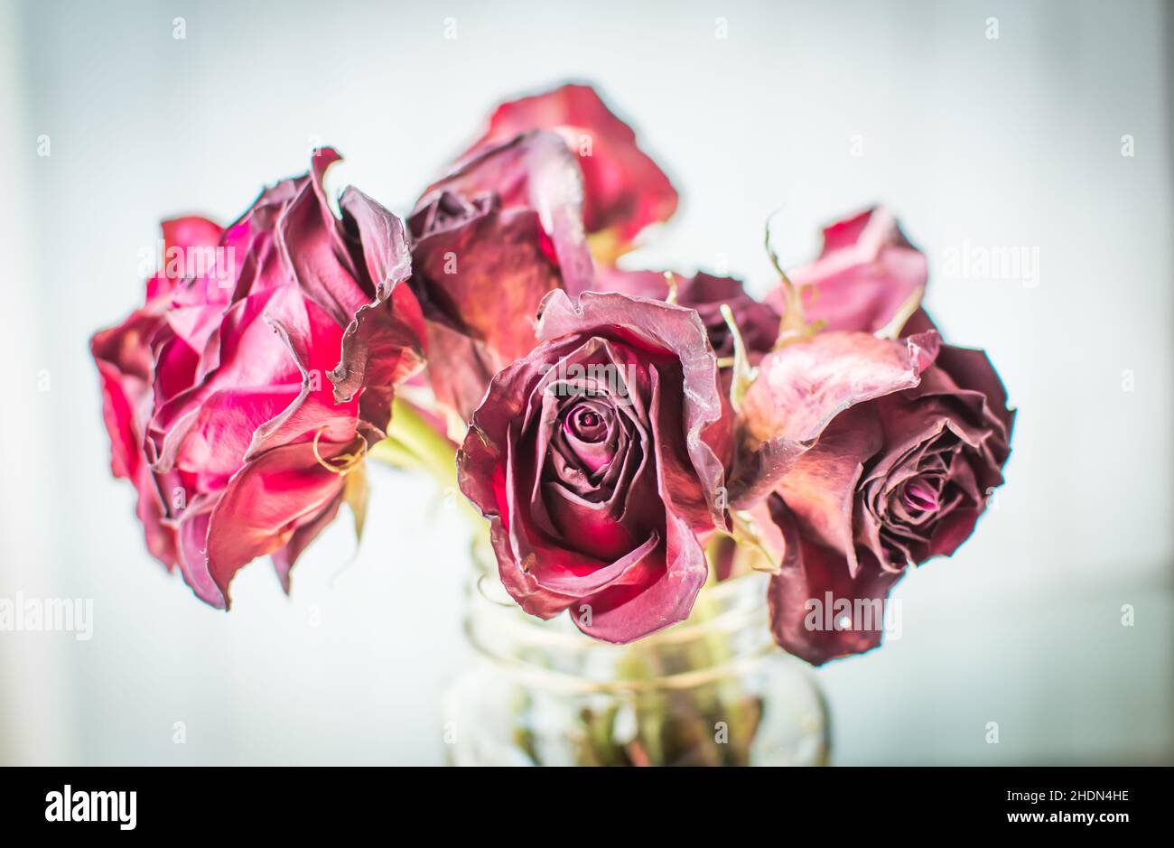 Wilted red roses in a clear vase, bouquet Stock Photo - Alamy