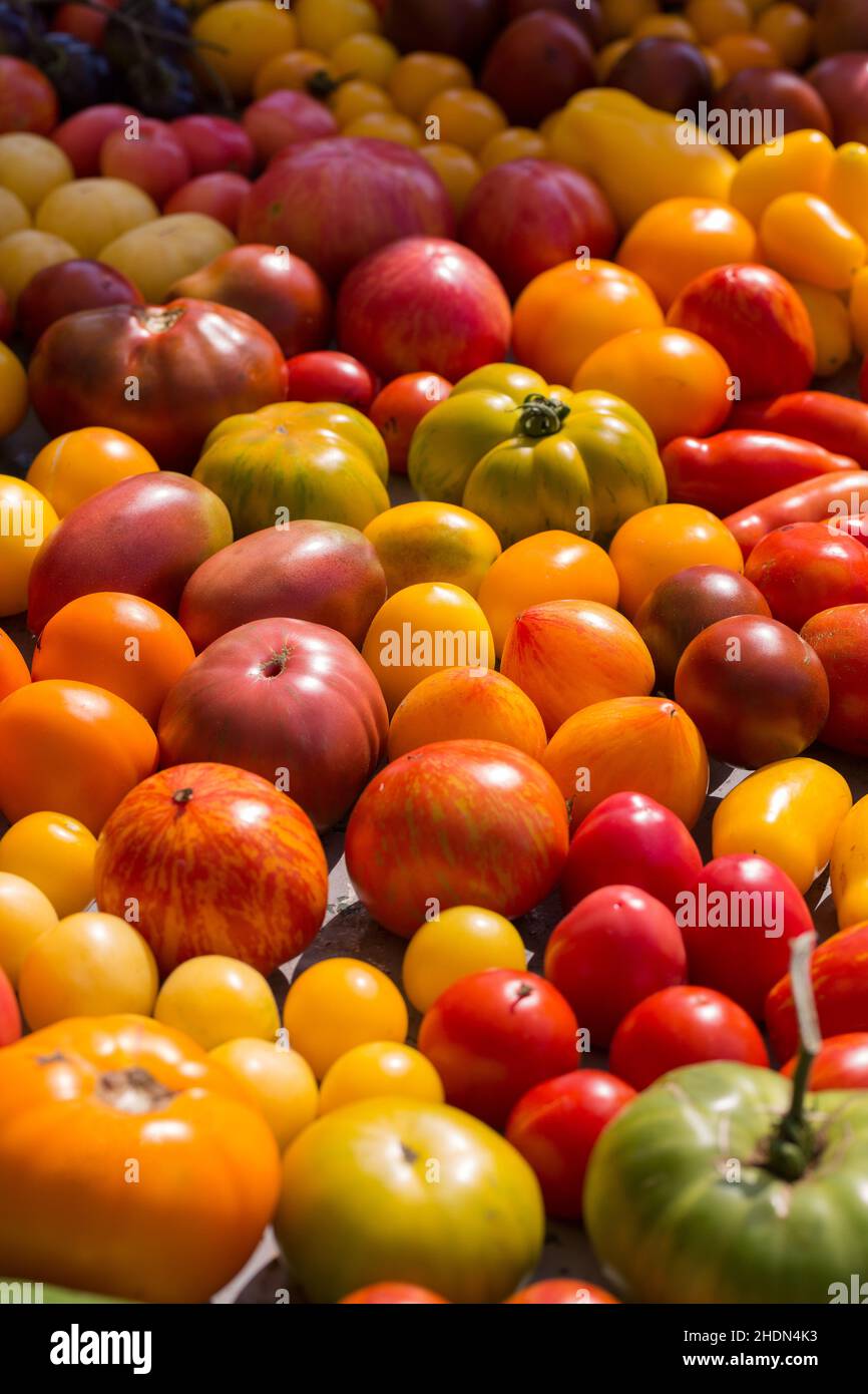 tomatoes, varieties, tomato, variety Stock Photo - Alamy