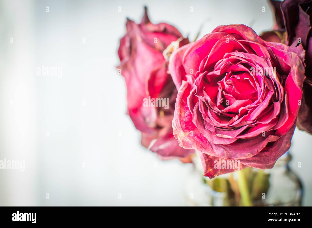 Wilted red roses in a clear vase, bouquet Stock Photo - Alamy