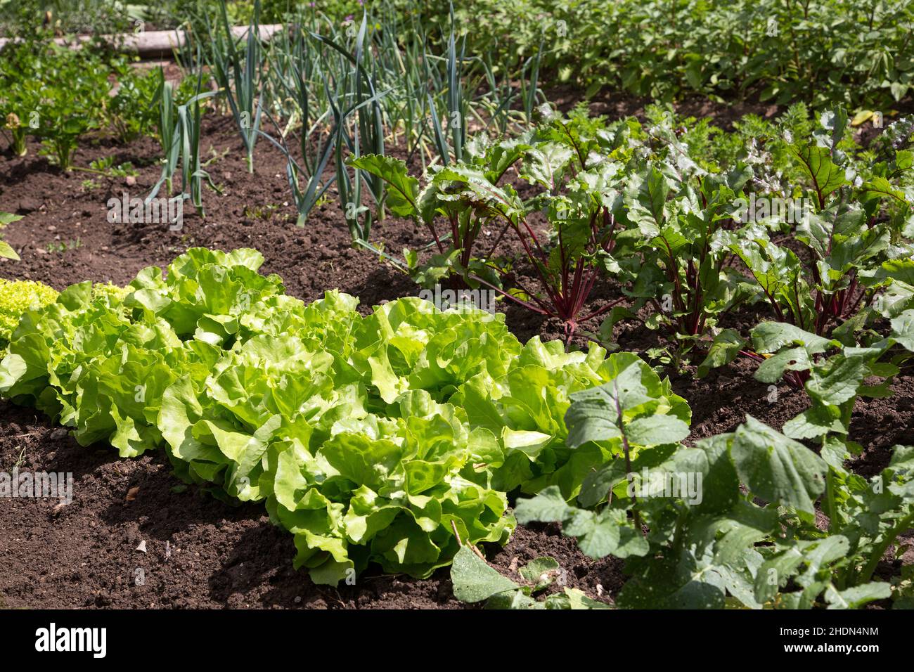 vegetable garden, vegetable gardens Stock Photo - Alamy