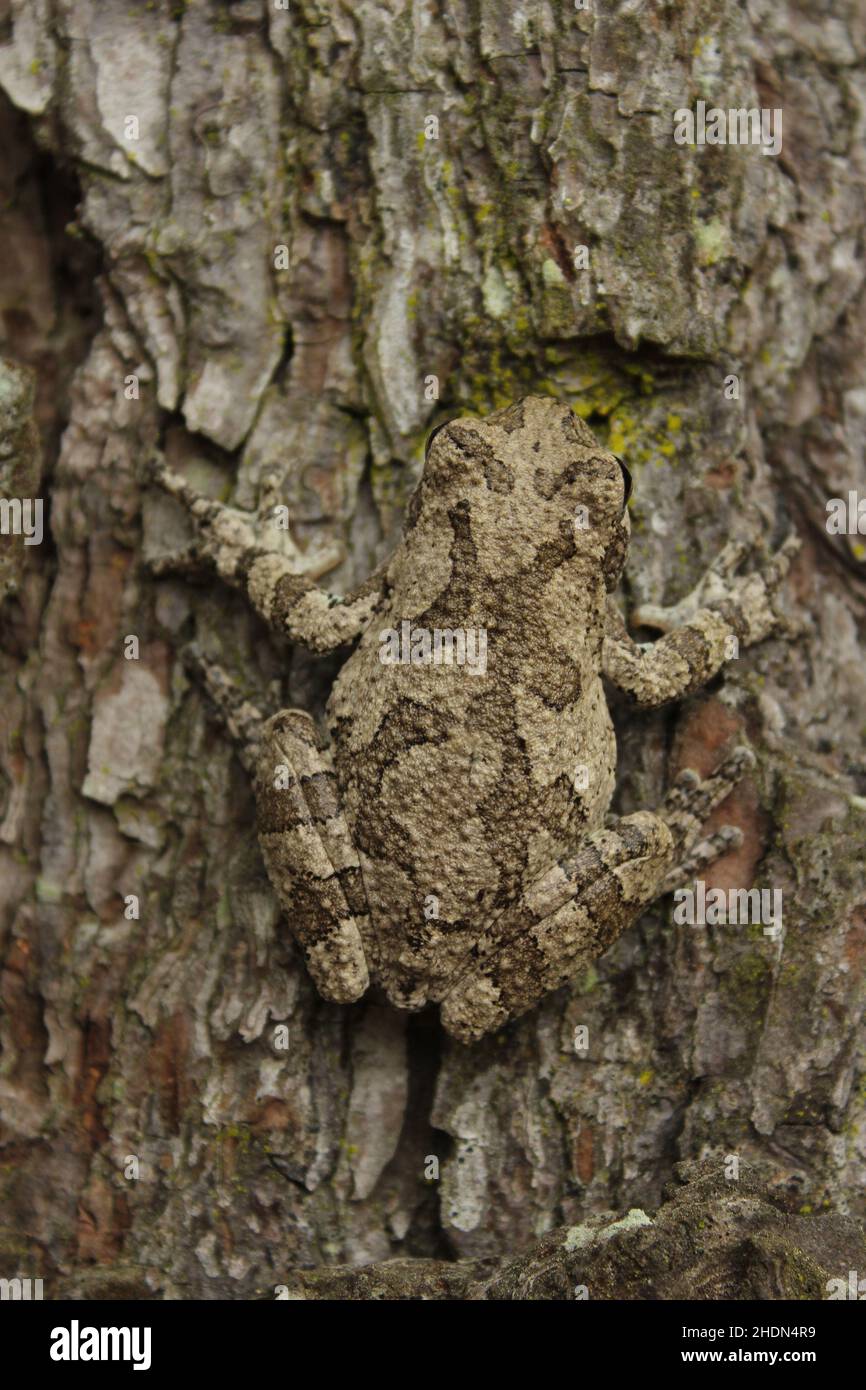 Gray Tree Frog Hyla chrysoscelis on pine tree in East Texas Stock Photo ...