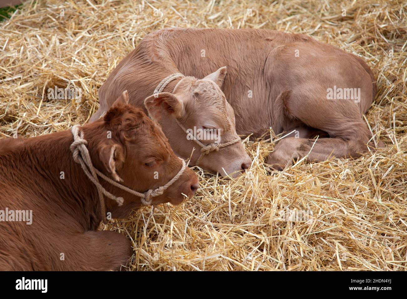 Two lying cows hi-res stock photography and images - Alamy