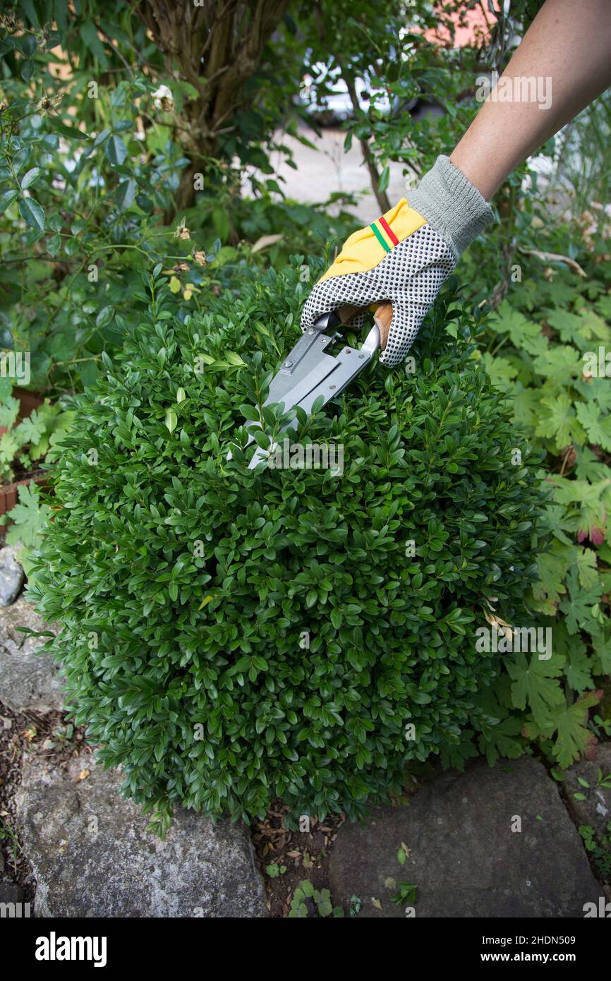 hedge clippers, boxwood, topiary, hedge clipper, boxwoods, buxus ...