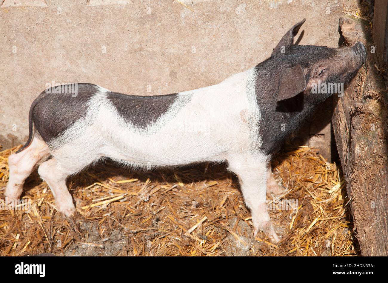 pork, piglet, porks, piglets Stock Photo - Alamy