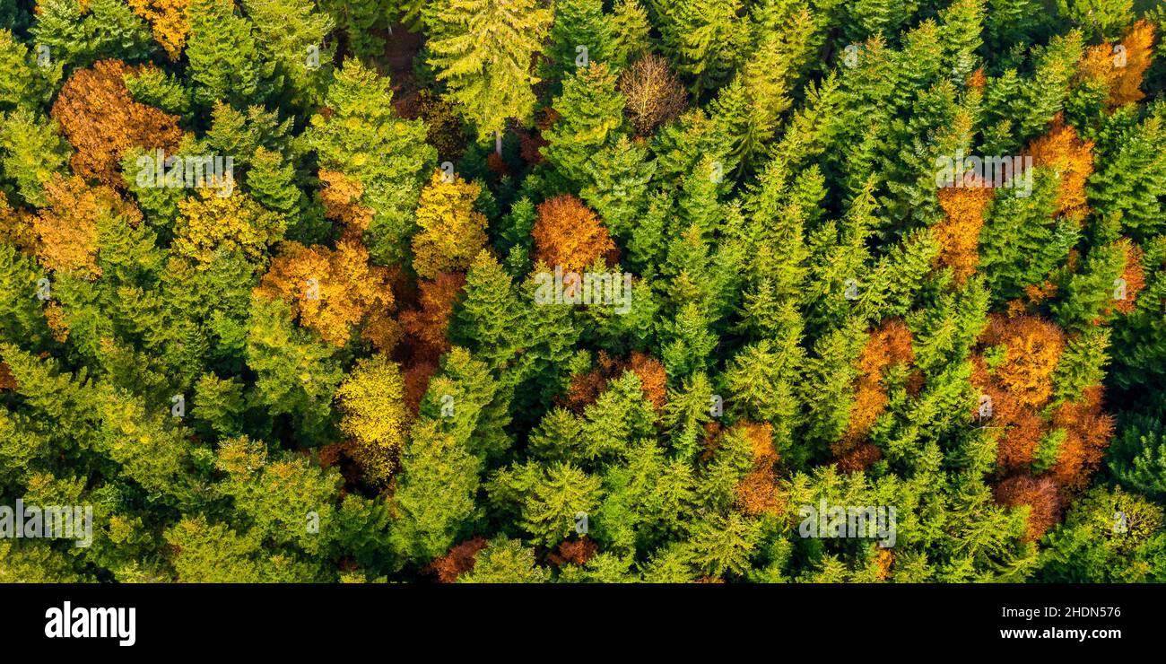 forest, trees, treetop, forests, wood, woodland, woods, tree, treetops ...