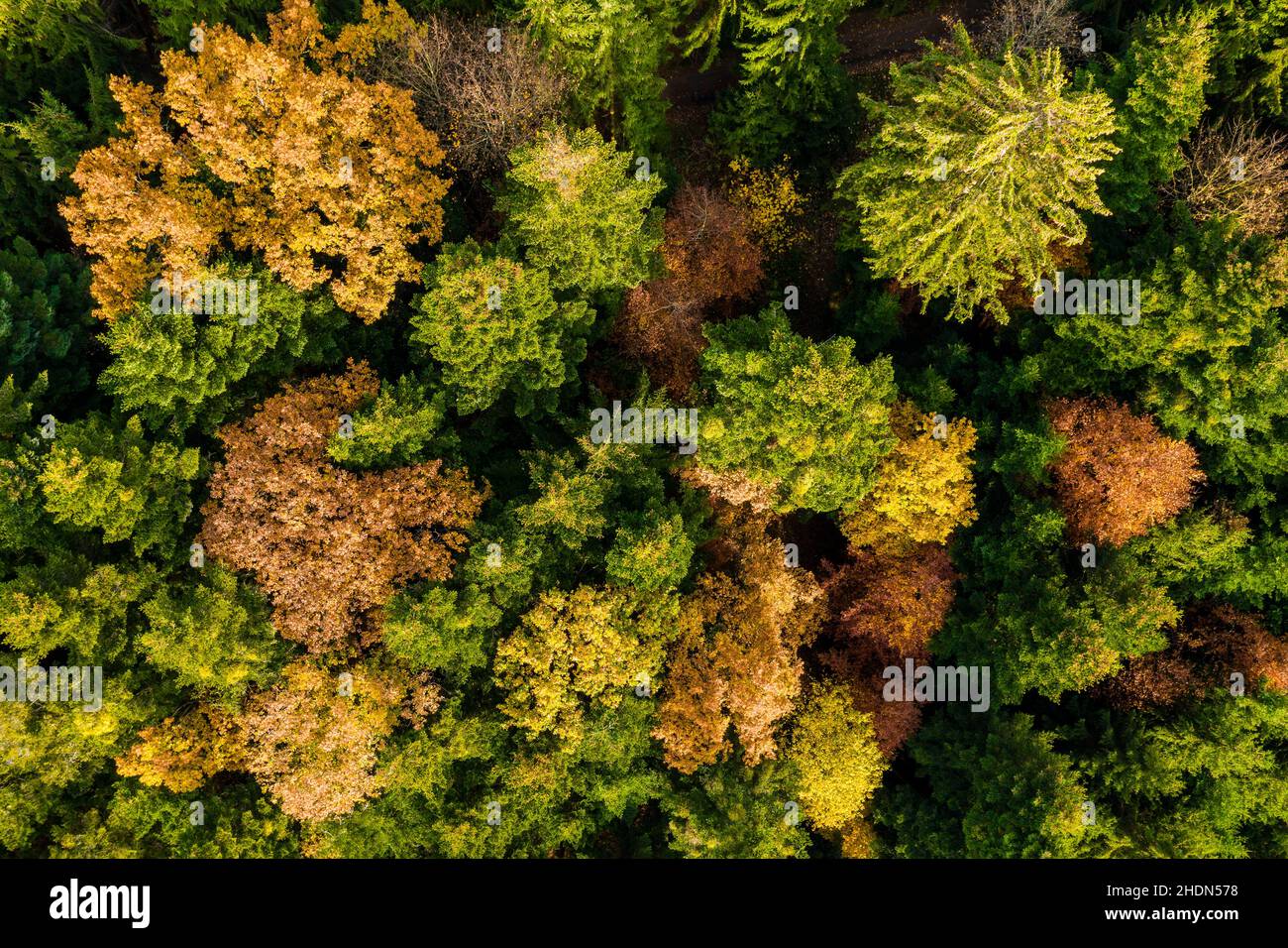 forest, trees, treetop, mixed forest, forests, wood, woodland, woods ...