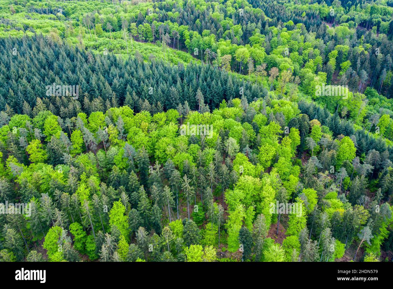 Mixed coniferous deciduous forest hi-res stock photography and images ...