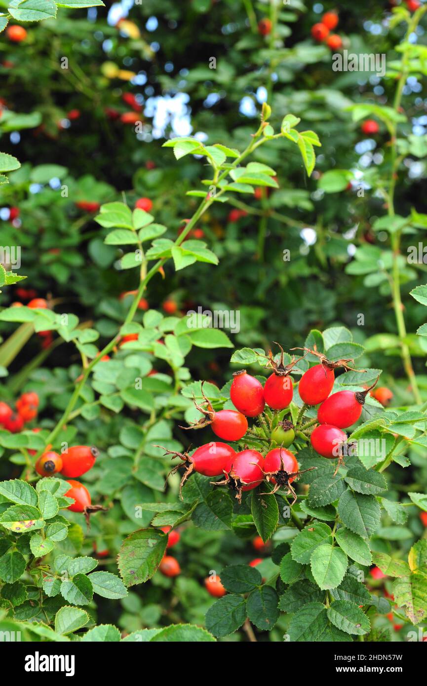 rose hips, field rose bush, field rose, rosehip, rosehips, bush, field ...