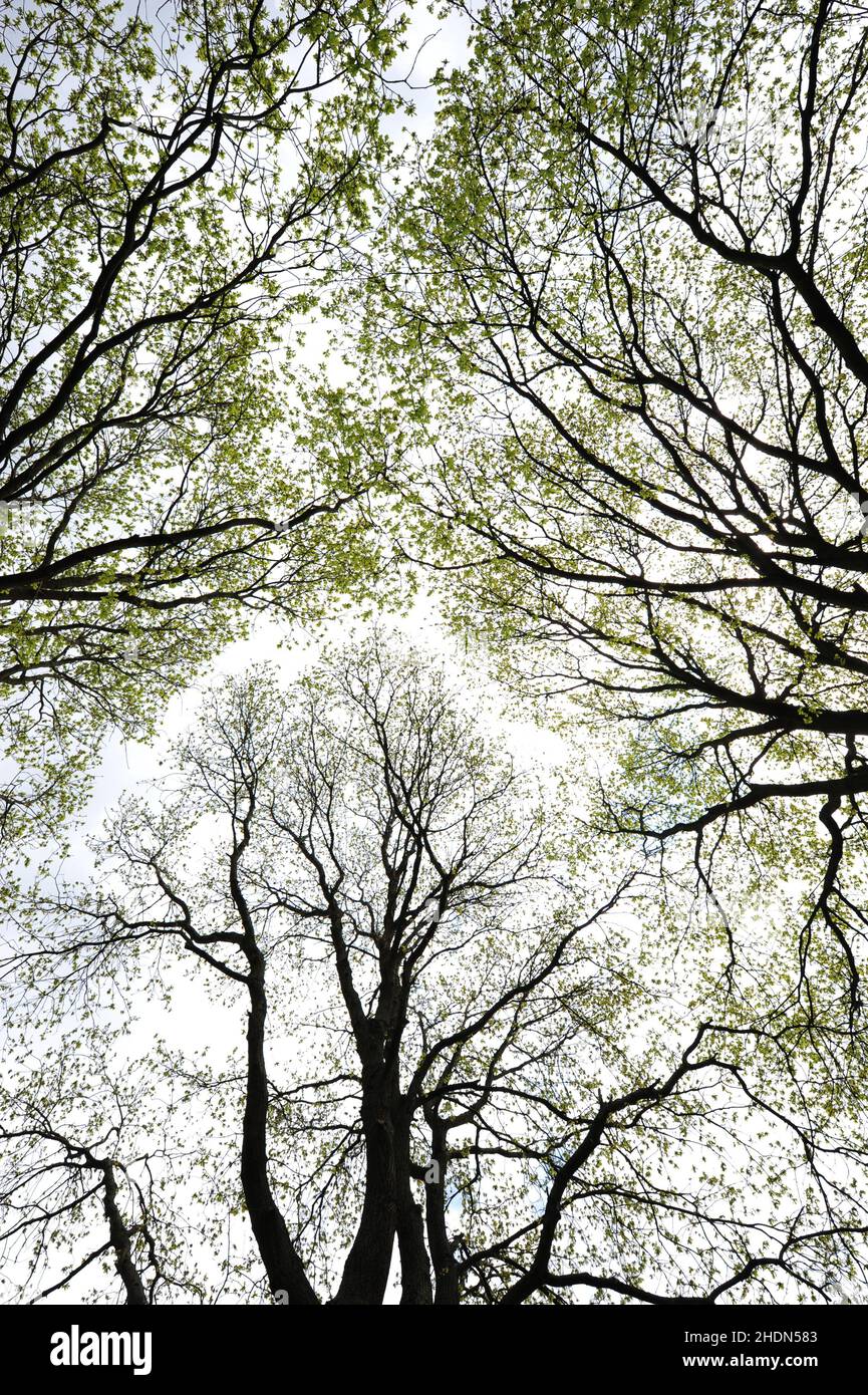 treetop, branches, treetops, twiggs, twigs Stock Photo - Alamy