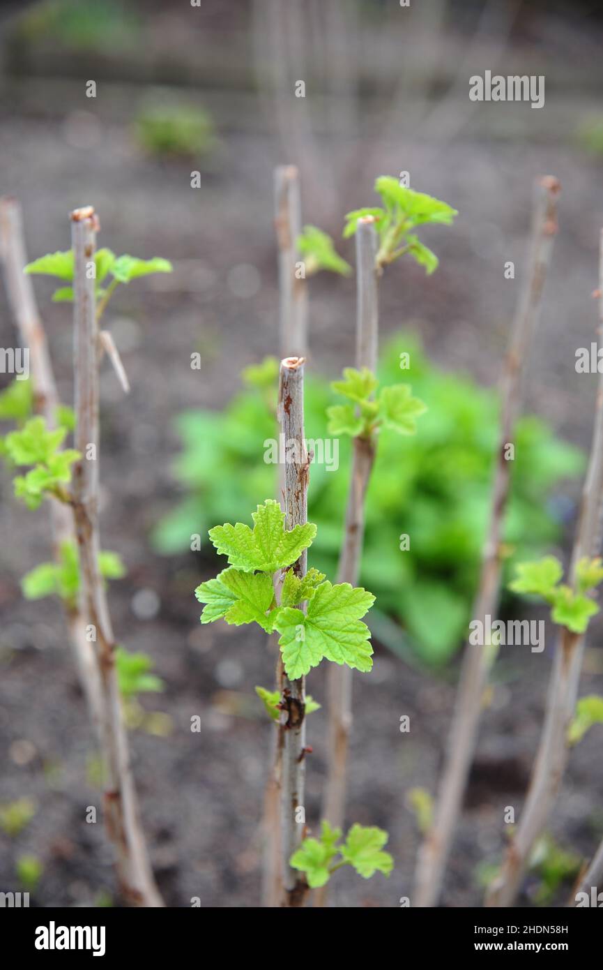 currant bush, currant bloom, currant bushs, ribes leaf Stock Photo - Alamy