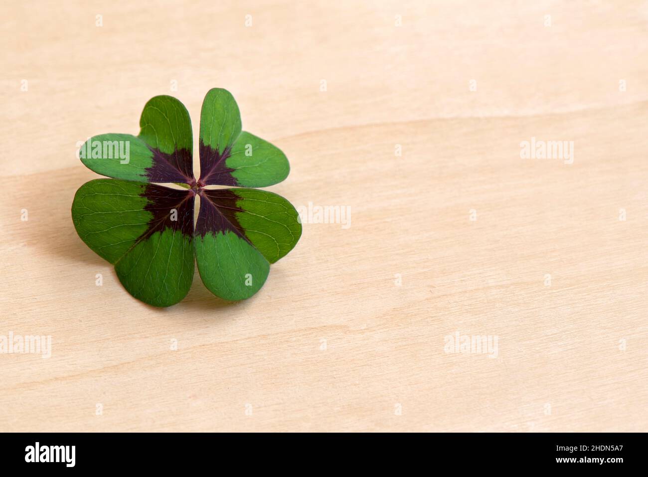 four leafed clover, cloverleaf, four-leafed clovers, cloverleafs Stock ...