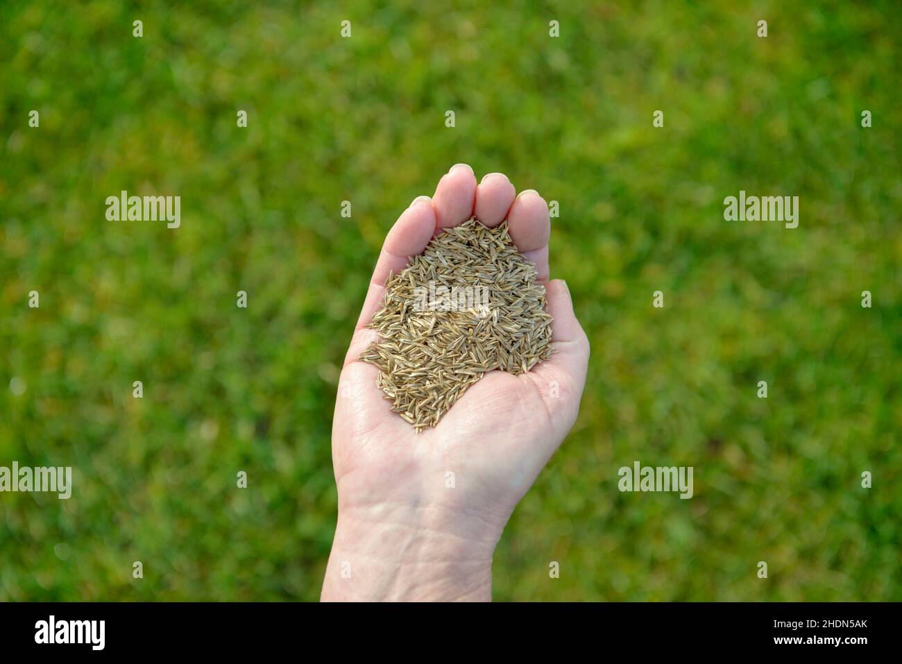 seed, sowing, seedy, crob, seeds, seedies Stock Photo - Alamy