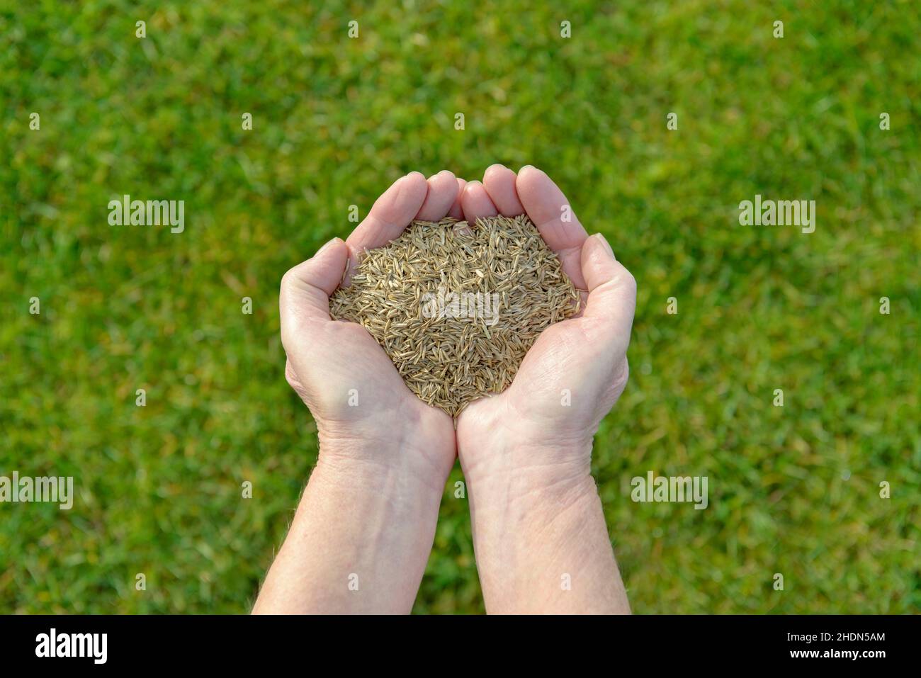 seed, sowing, seedy, crob, seeds, seedies Stock Photo - Alamy